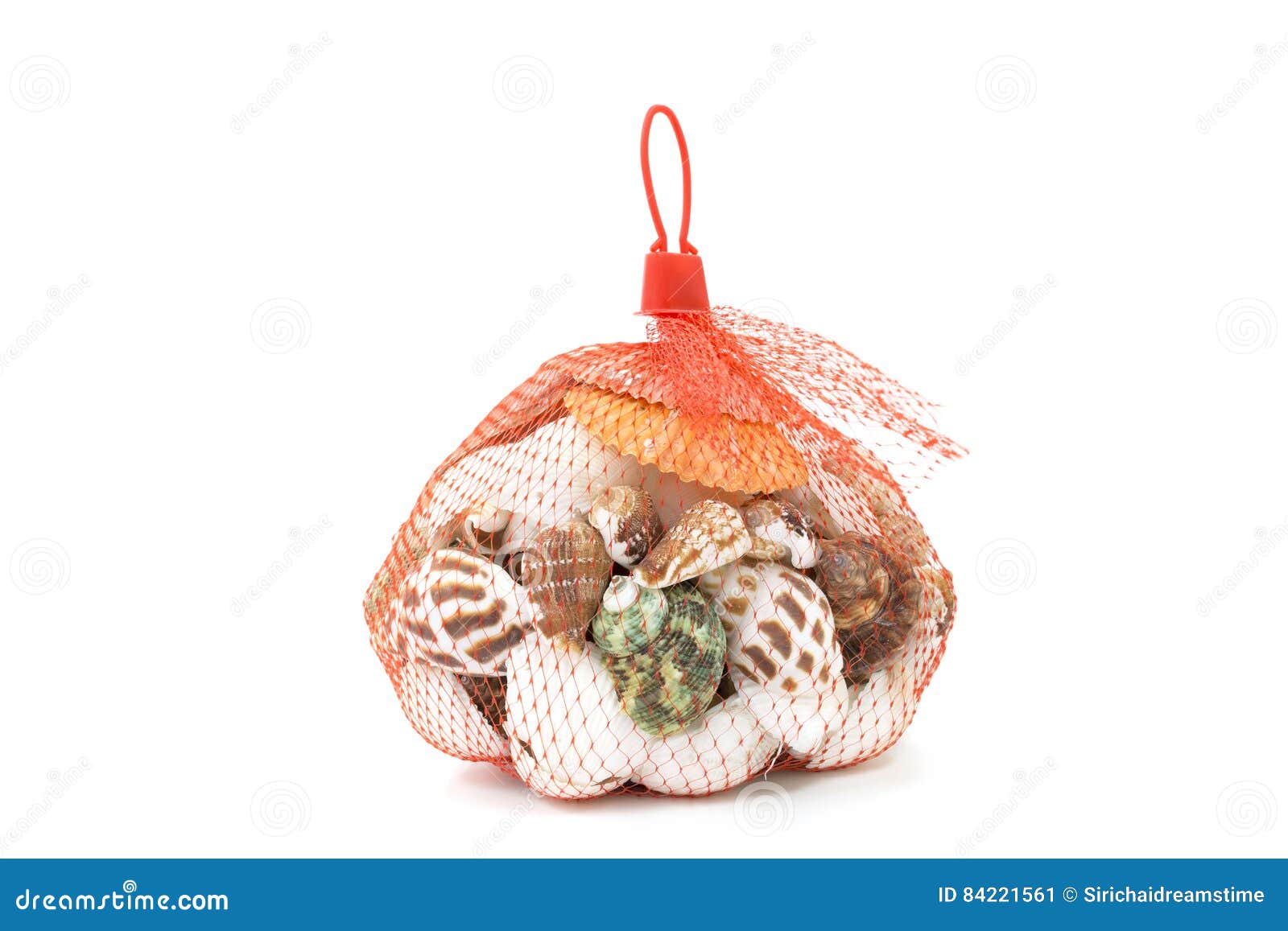 Sea shell in red net stock image. Image of marine, nautical - 84221561
