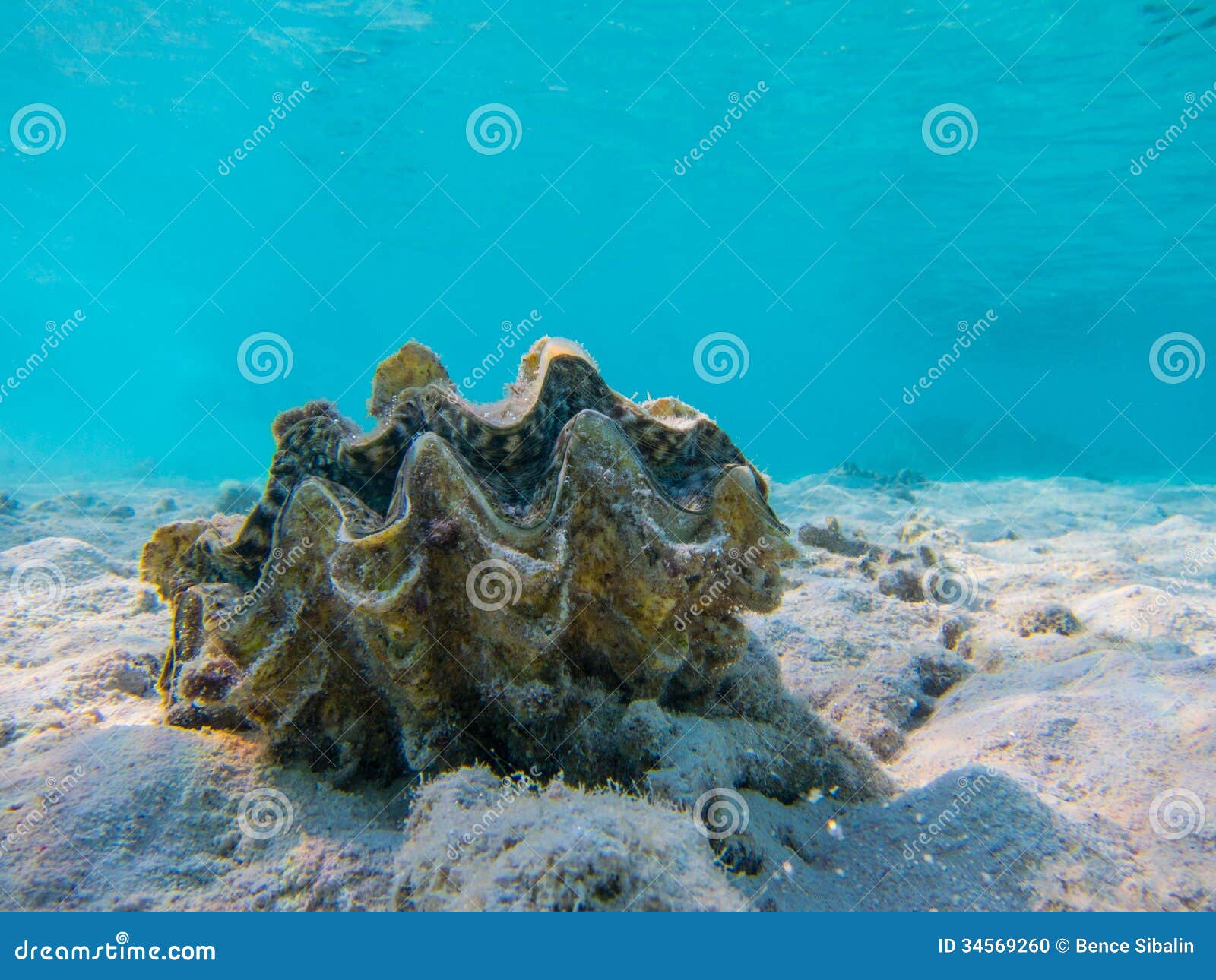 Sea Shell Tridacna Red Sea Underwater Snorkel Stock Photo - Image of ...