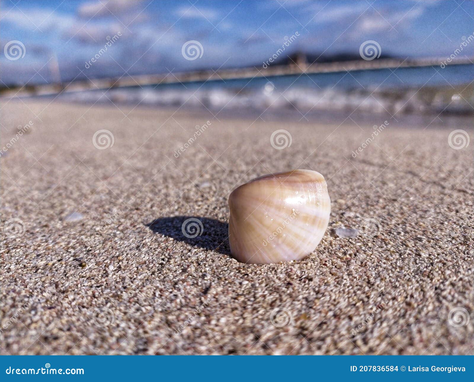 Sea Shell Relax Nature Beach Sands Stock Photo - Image of wood, leaf ...