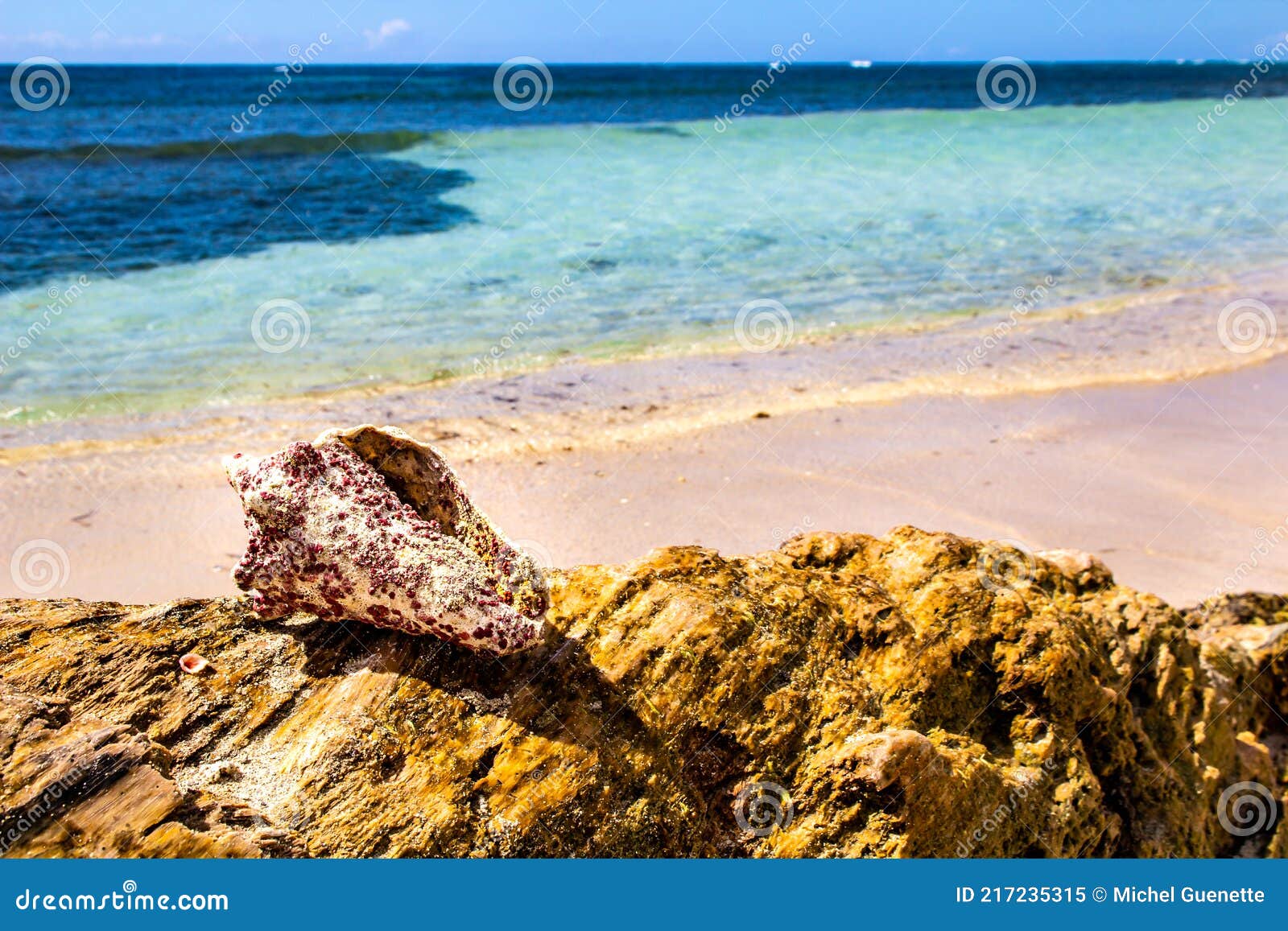 Sea Shell on a Rock with the Blue Water of the Sea in Background Stock ...