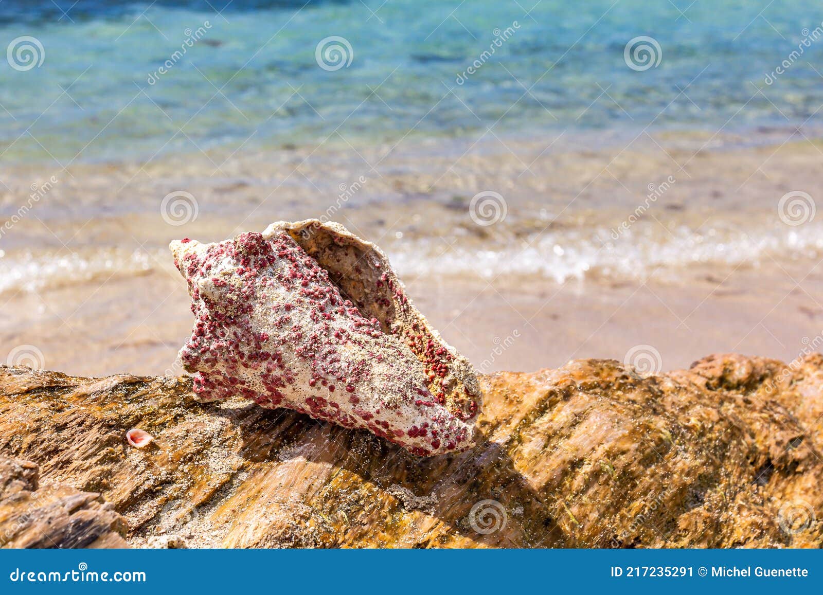 Sea Shell on a Rock with the Blue Water of the Sea in Background Stock ...