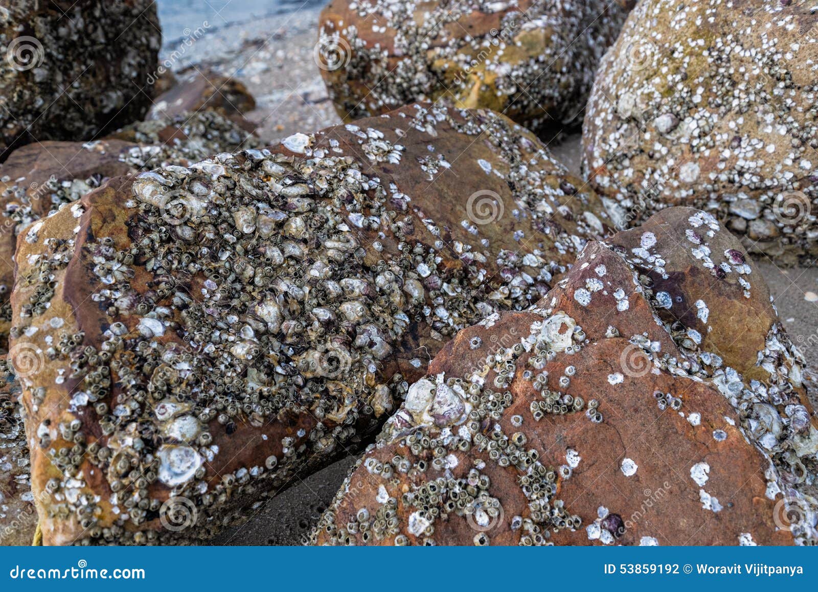 Sea shell on rock stock photo. Image of summer, brown - 53859192
