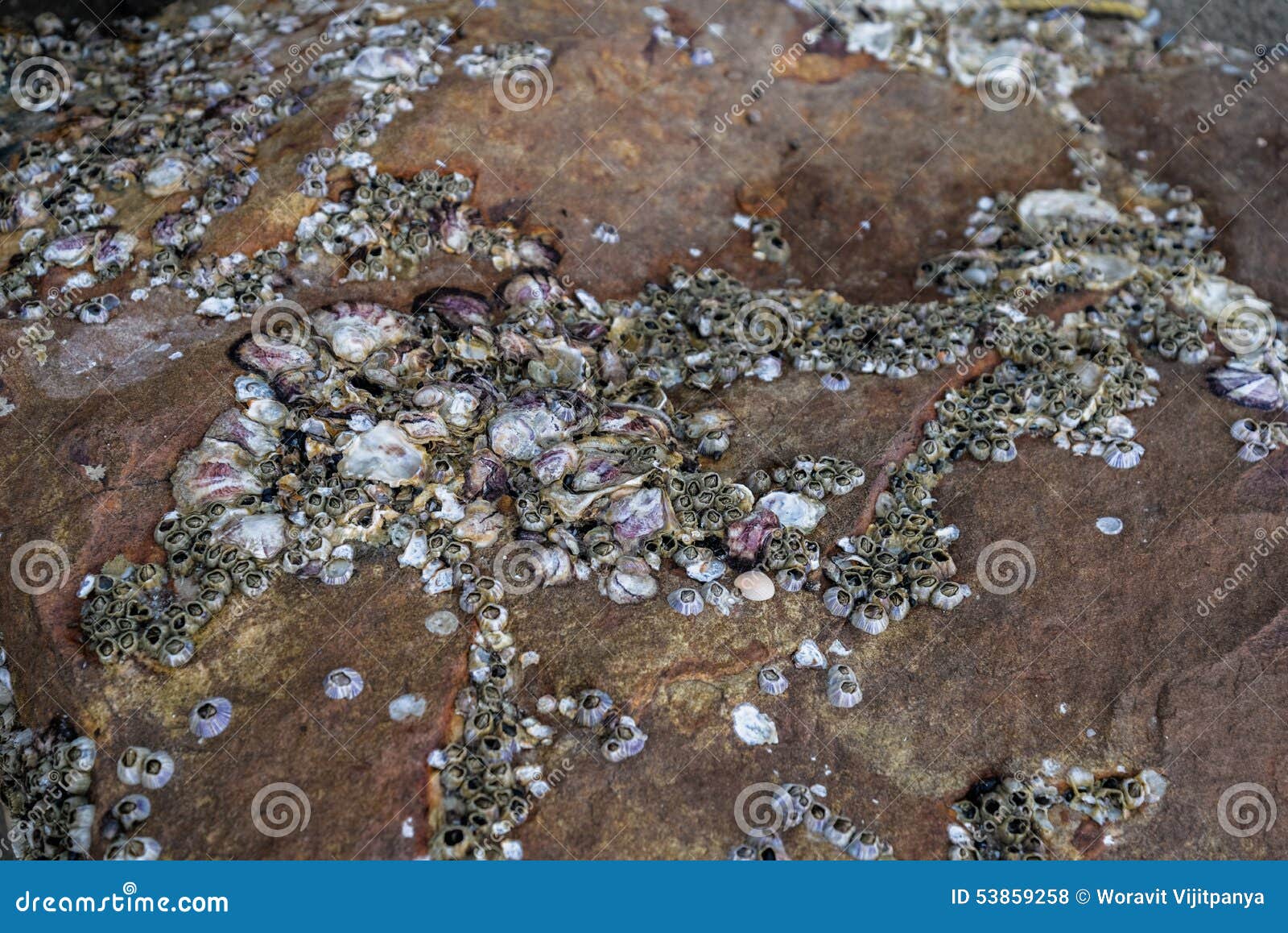 Sea shell on rock stock photo. Image of blue, shell, marine - 53859258