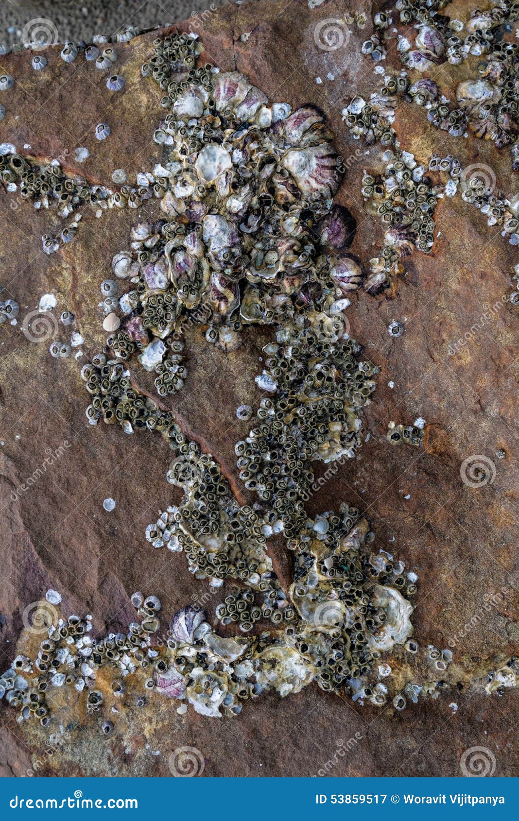 Sea shell on rock stock image. Image of summer, dead - 53859517
