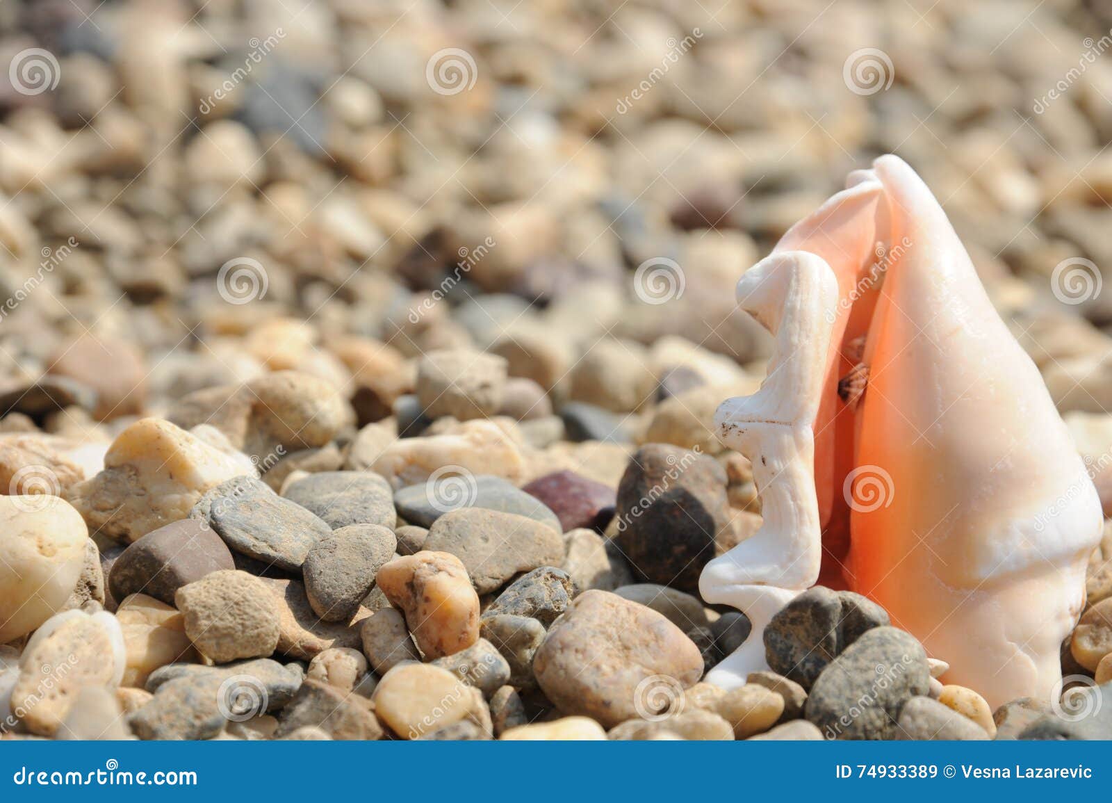 Sea Shell on the Rocky Beach Stock Image - Image of stuck, detail: 74933389