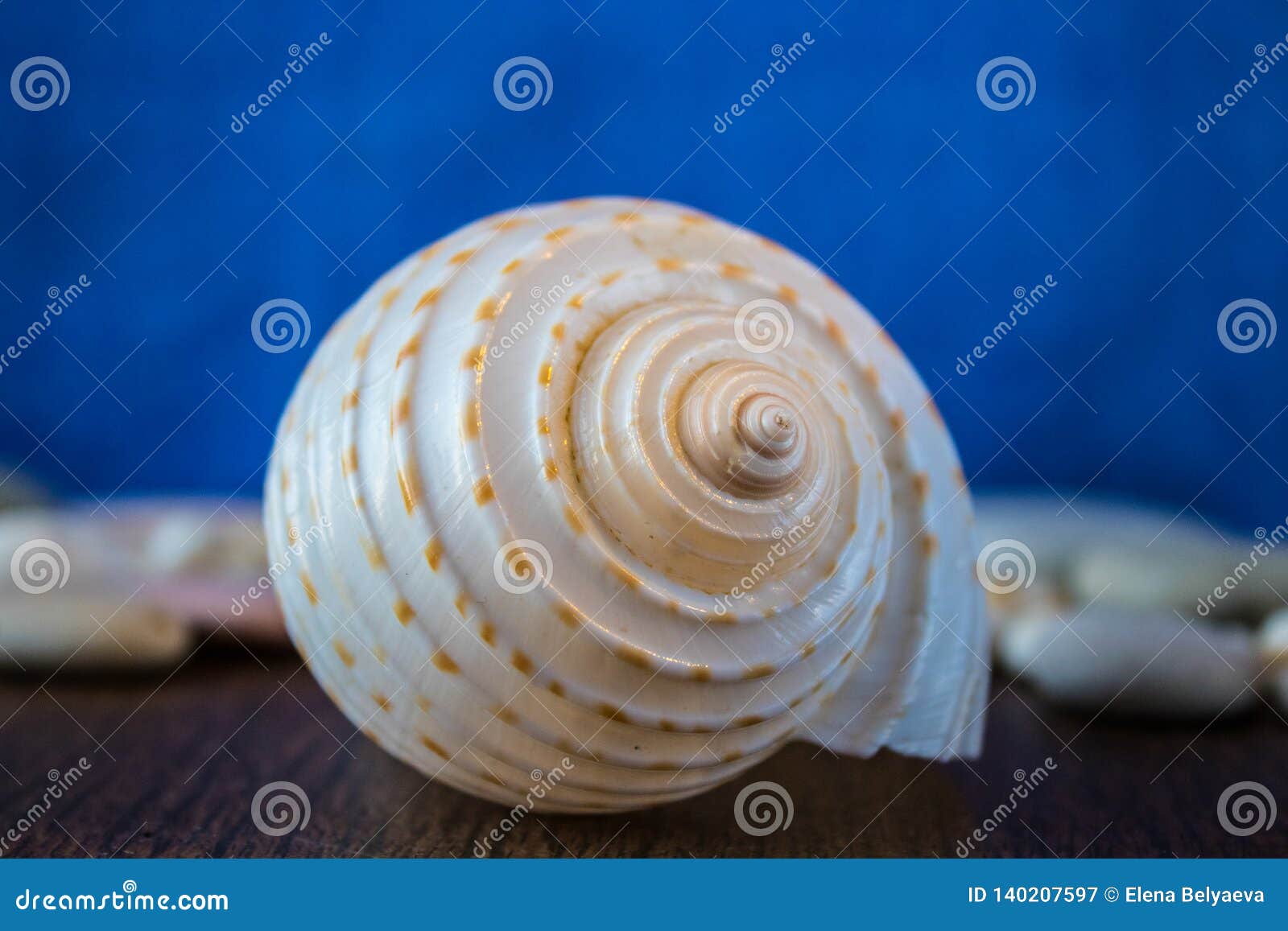 Sea Shell Round Shape Located on a Blue Background Stock Image - Image ...