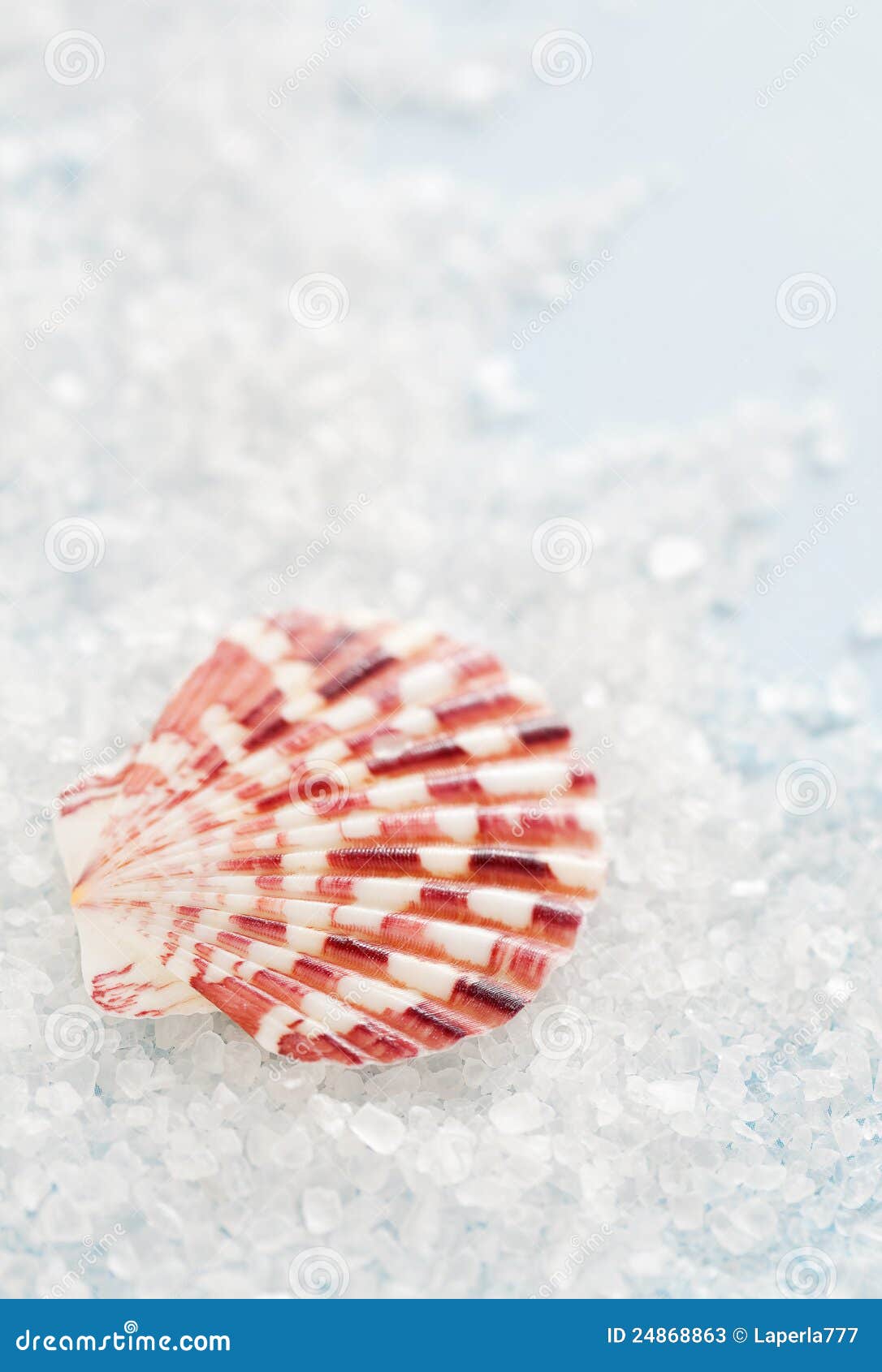 Sea shell and salt stock image. Image of lifestyle, spice - 24868863