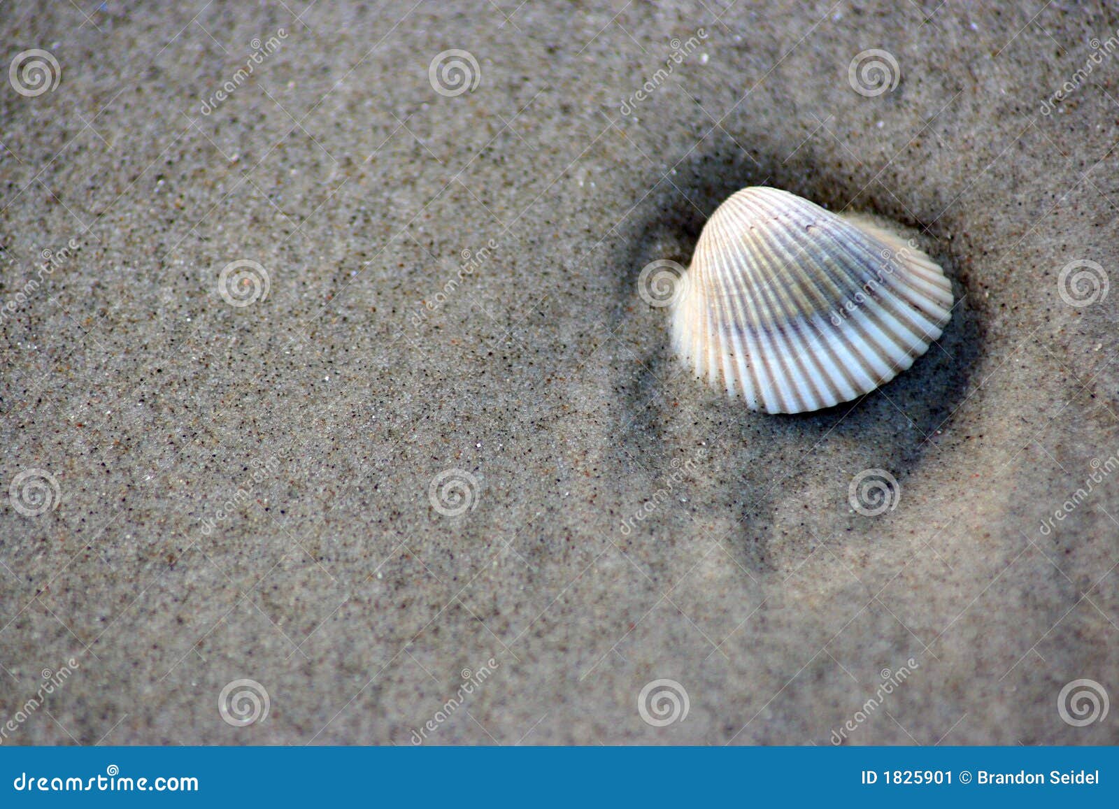 Sea Shell in the Sand stock image. Image of caribbean - 1825901