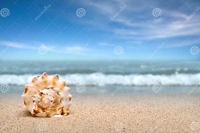 Sea shell on sand stock photo. Image of wave, ocean, summer - 20660142