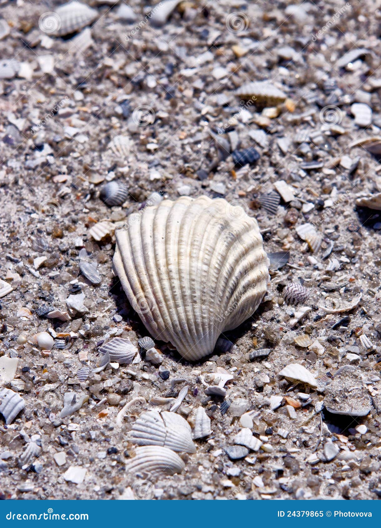 Sea Shell in the Sand stock image. Image of piece, beach - 24379865