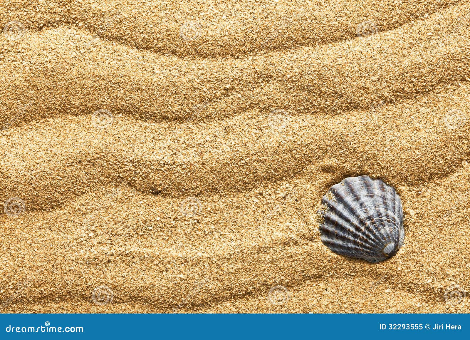 Sea shell on sand stock image. Image of macro, natural - 32293555