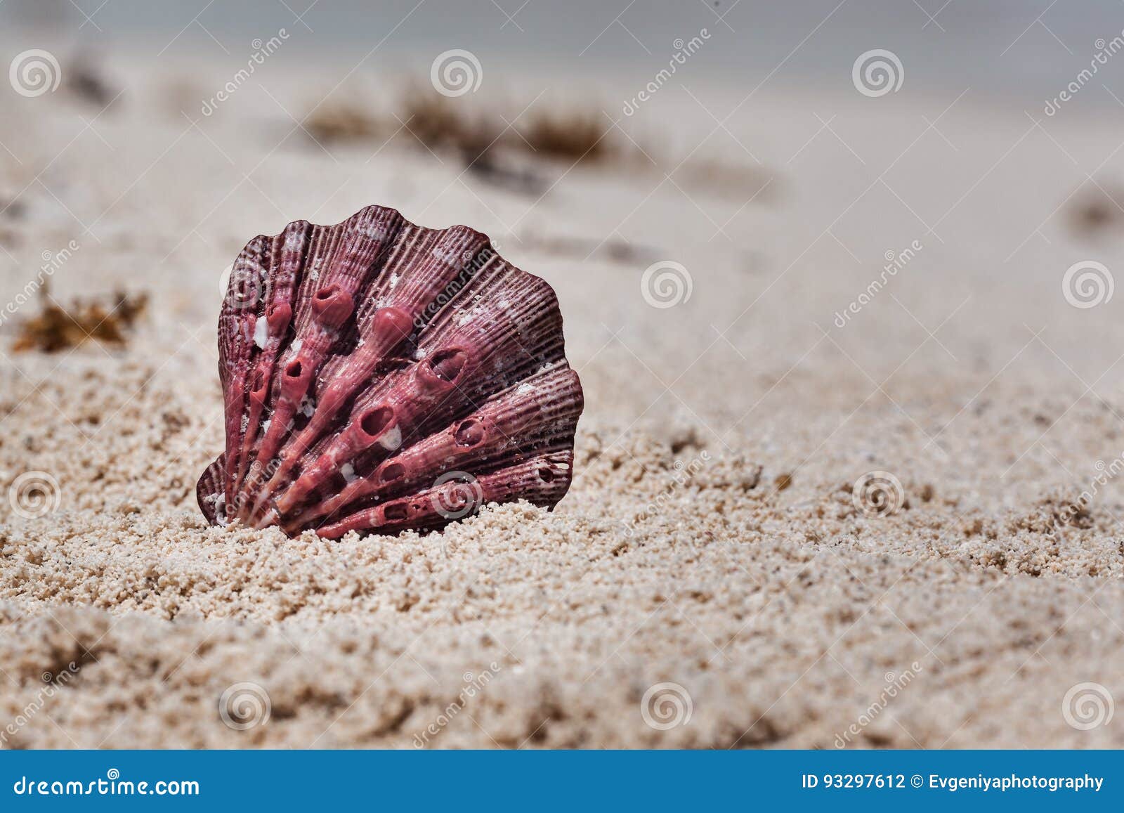 Sea Shell with Sand As Background on the Seashore of Cancun, Mex Stock ...