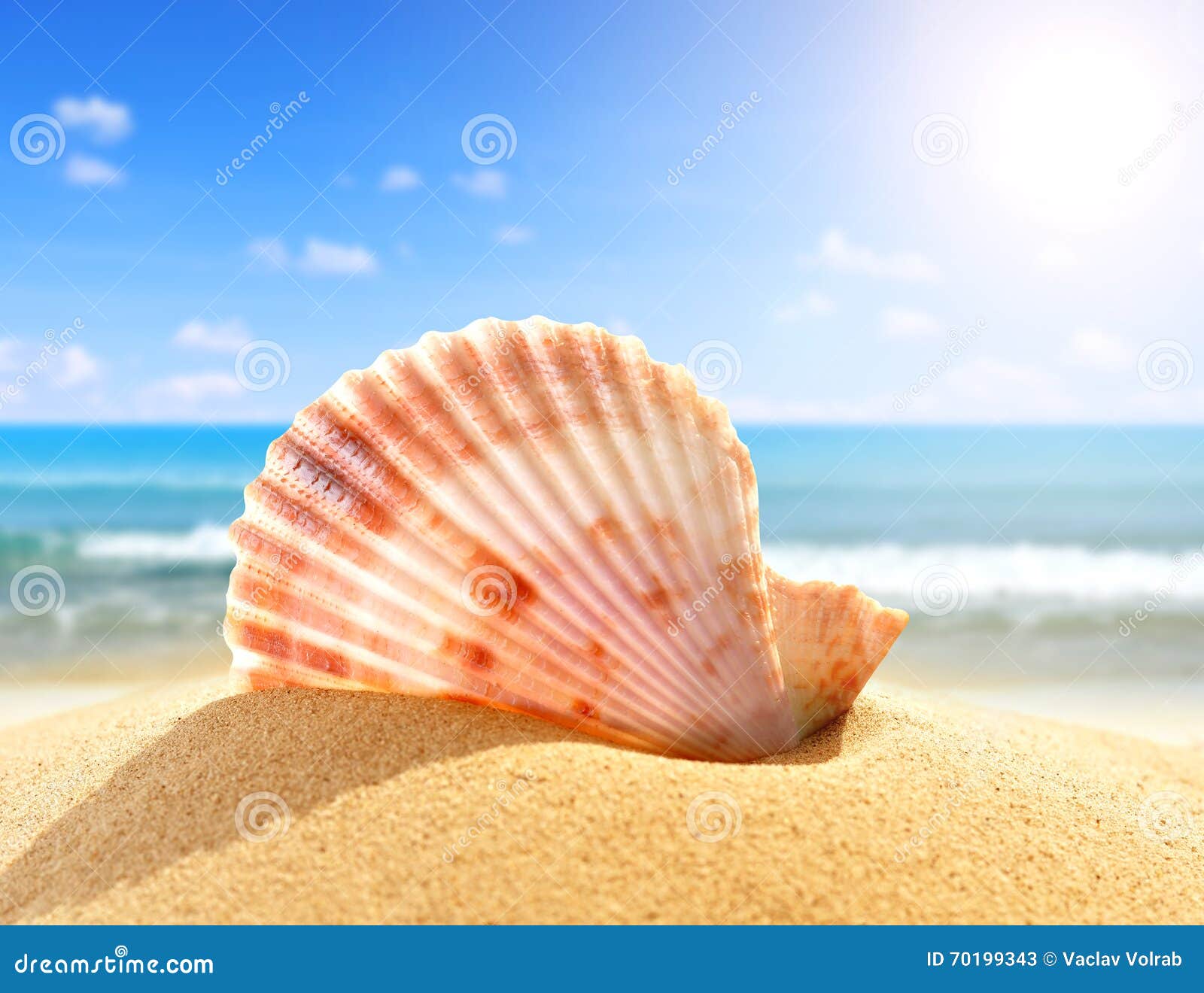 Sea shell in sand stock image. Image of shell, fresh - 70199343