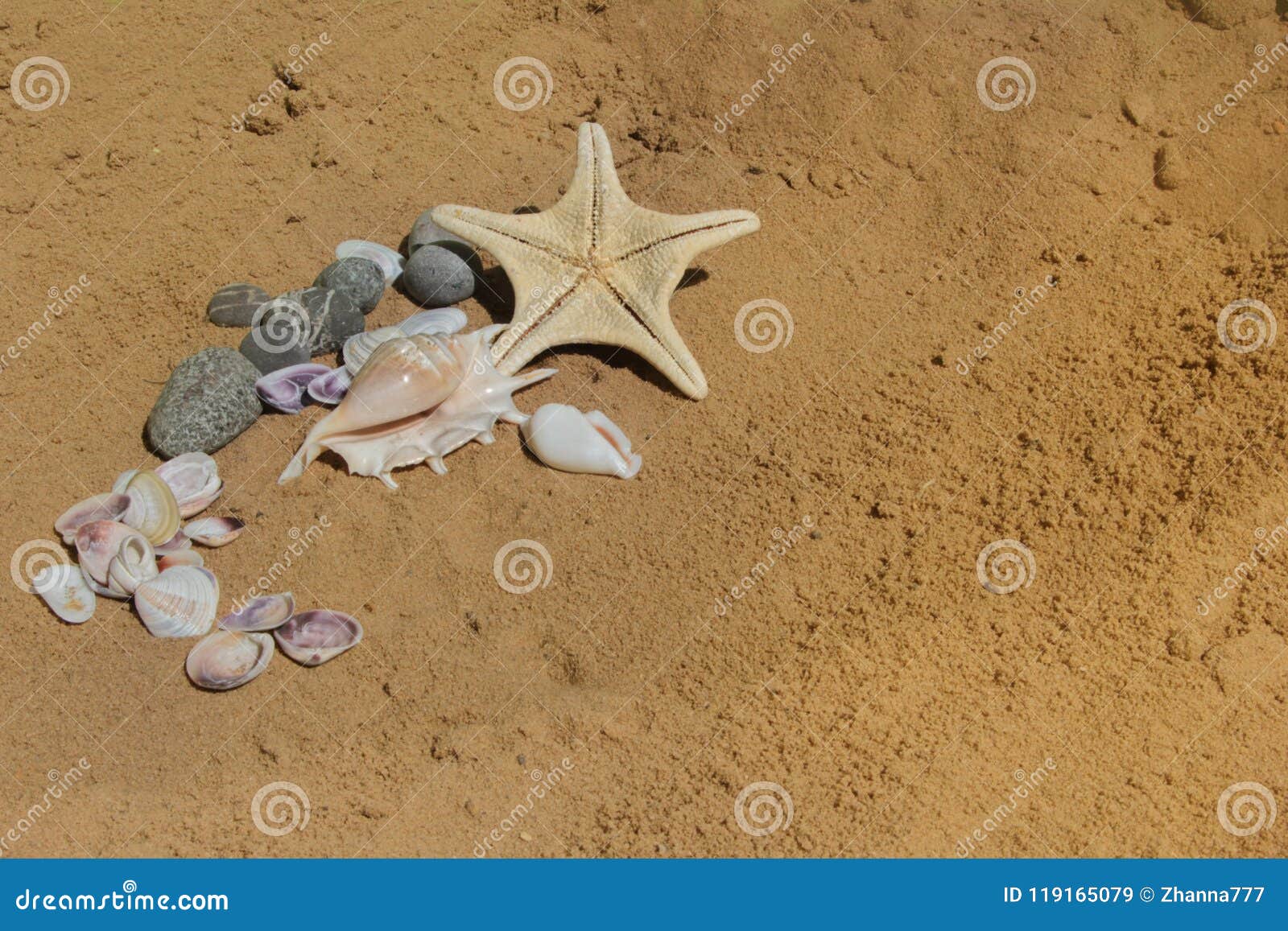 Sea shell stock image. Image of coast, nature, background - 119165079