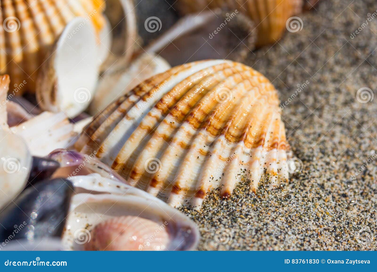 Sea Shell on Sand Beach Close Up. Stock Photo - Image of conch, element ...