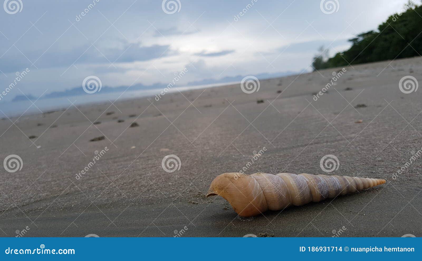 Conch on the beach stock photo. Image of shellfish, conch - 186931714