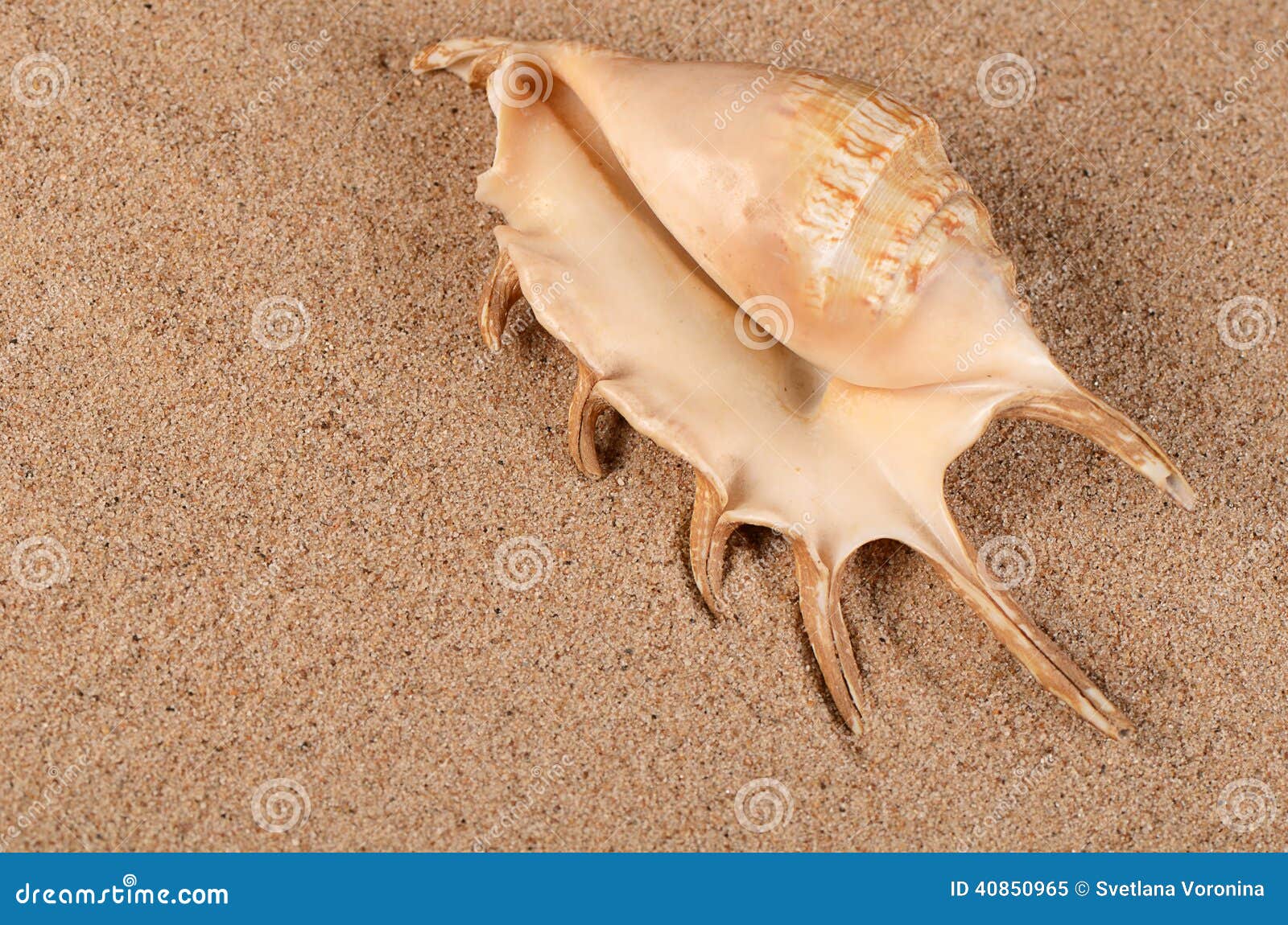 The sea shell in the sand stock image. Image of empty - 40850965