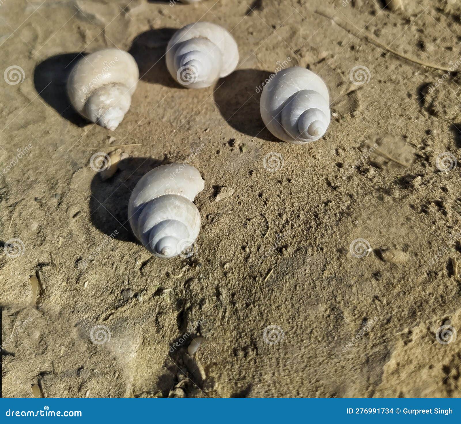 Sea shell on sand stock photo. Image of snail, mark - 276991734