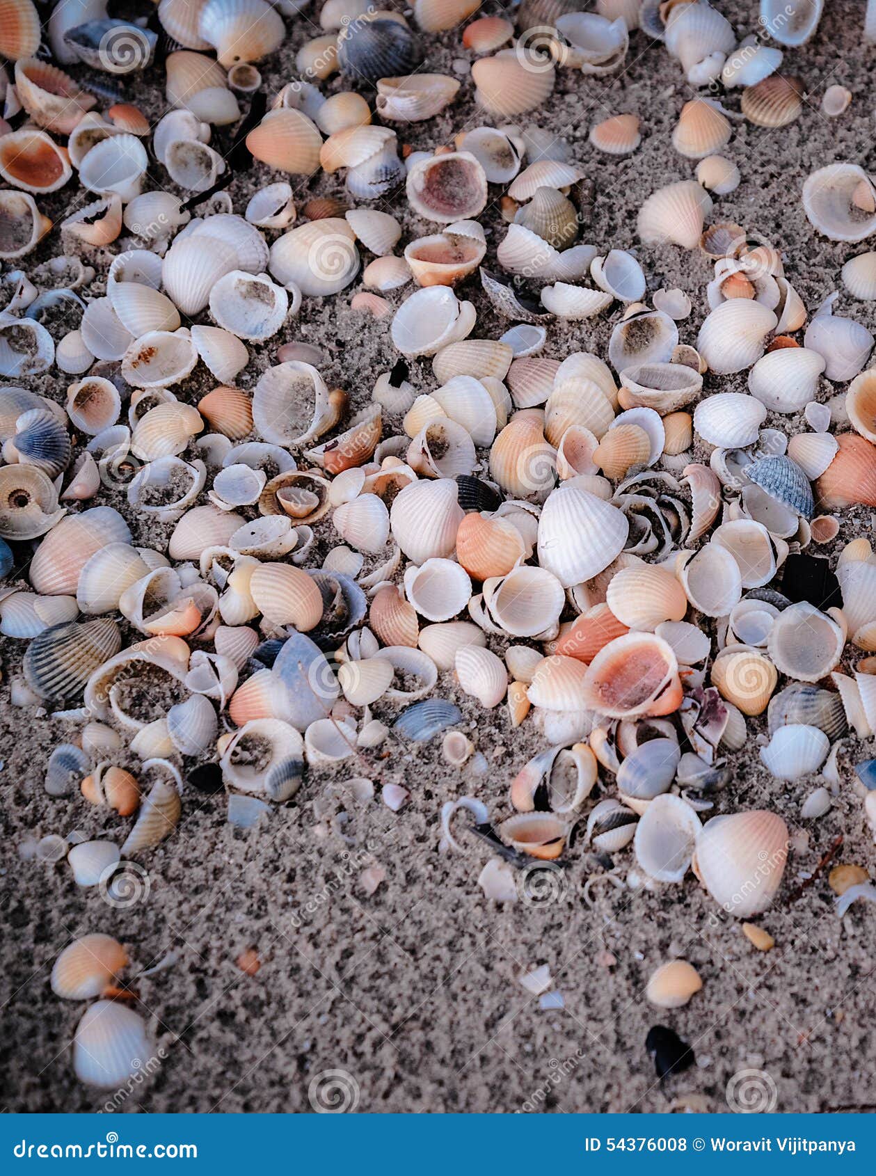Sea shell on sand stock photo. Image of blue, brown, marine - 54376008
