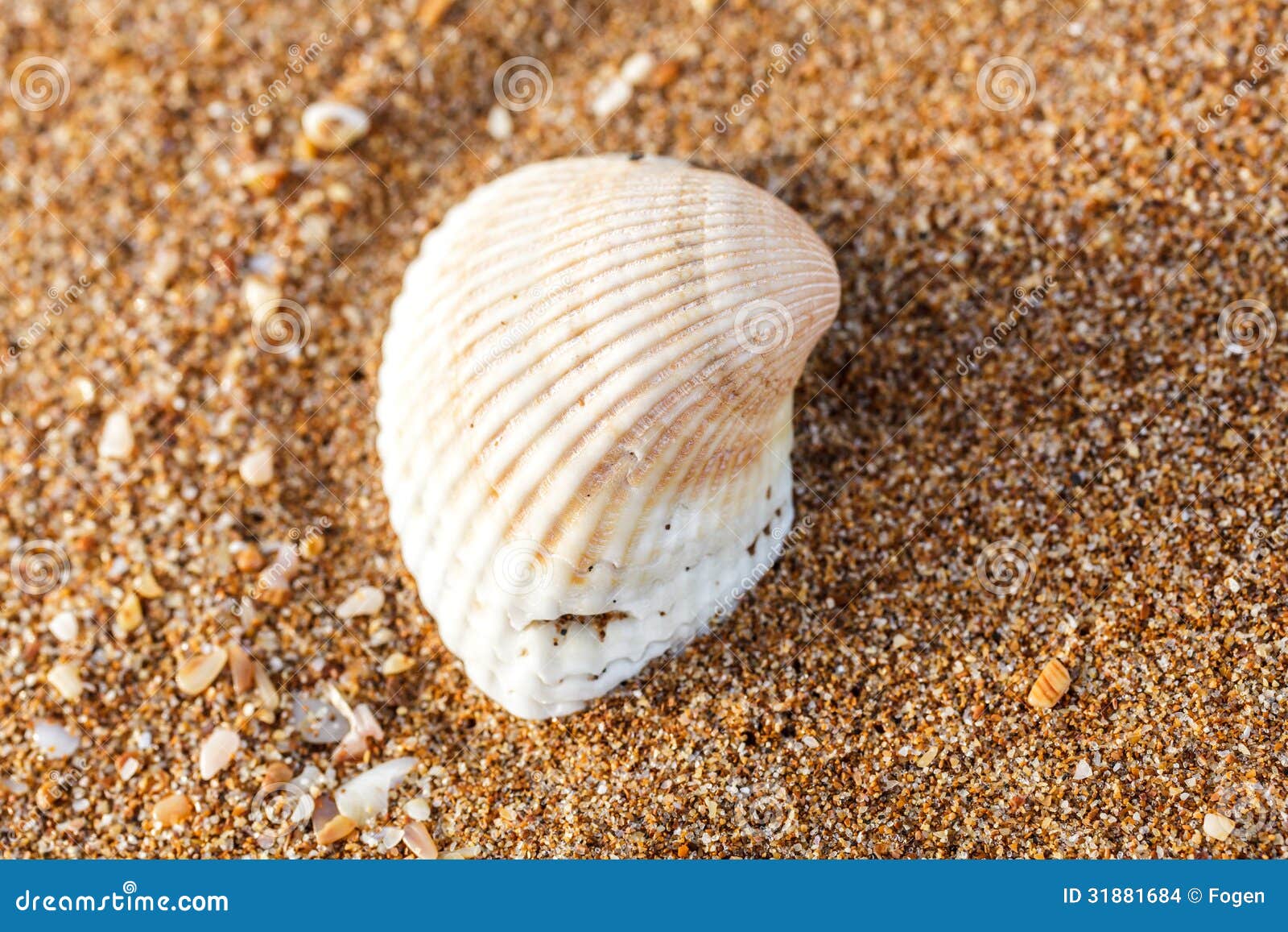 Sea shell on the sand stock photo. Image of seashell - 31881684