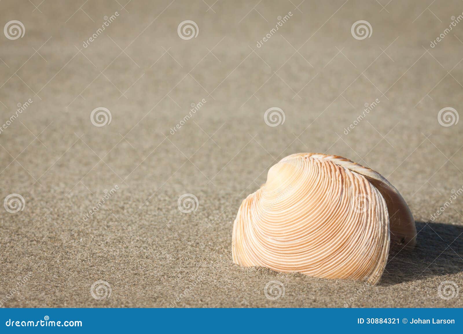 Sea-shell in sand stock image. Image of empty, mollusk - 30884321