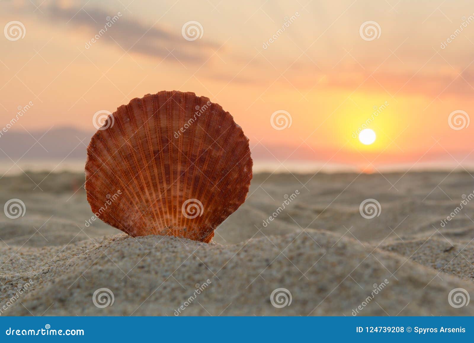 Sea Shell on the Sand at Sunset Stock Photo - Image of island, conch ...