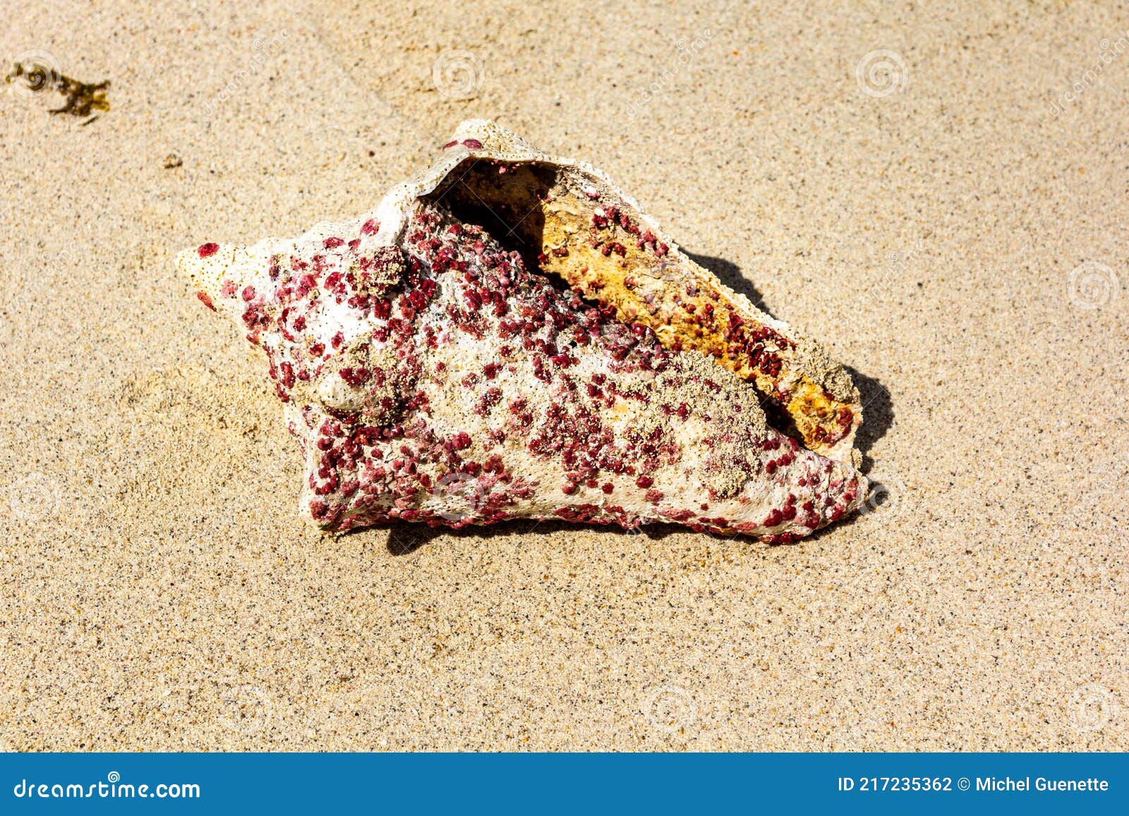 Sea Shell on the Sand of a Tropical Beach Stock Photo - Image of coral ...