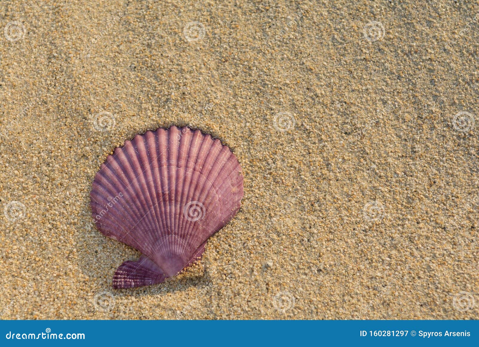 Sea shell on a sandy beach stock image. Image of marine - 160281297