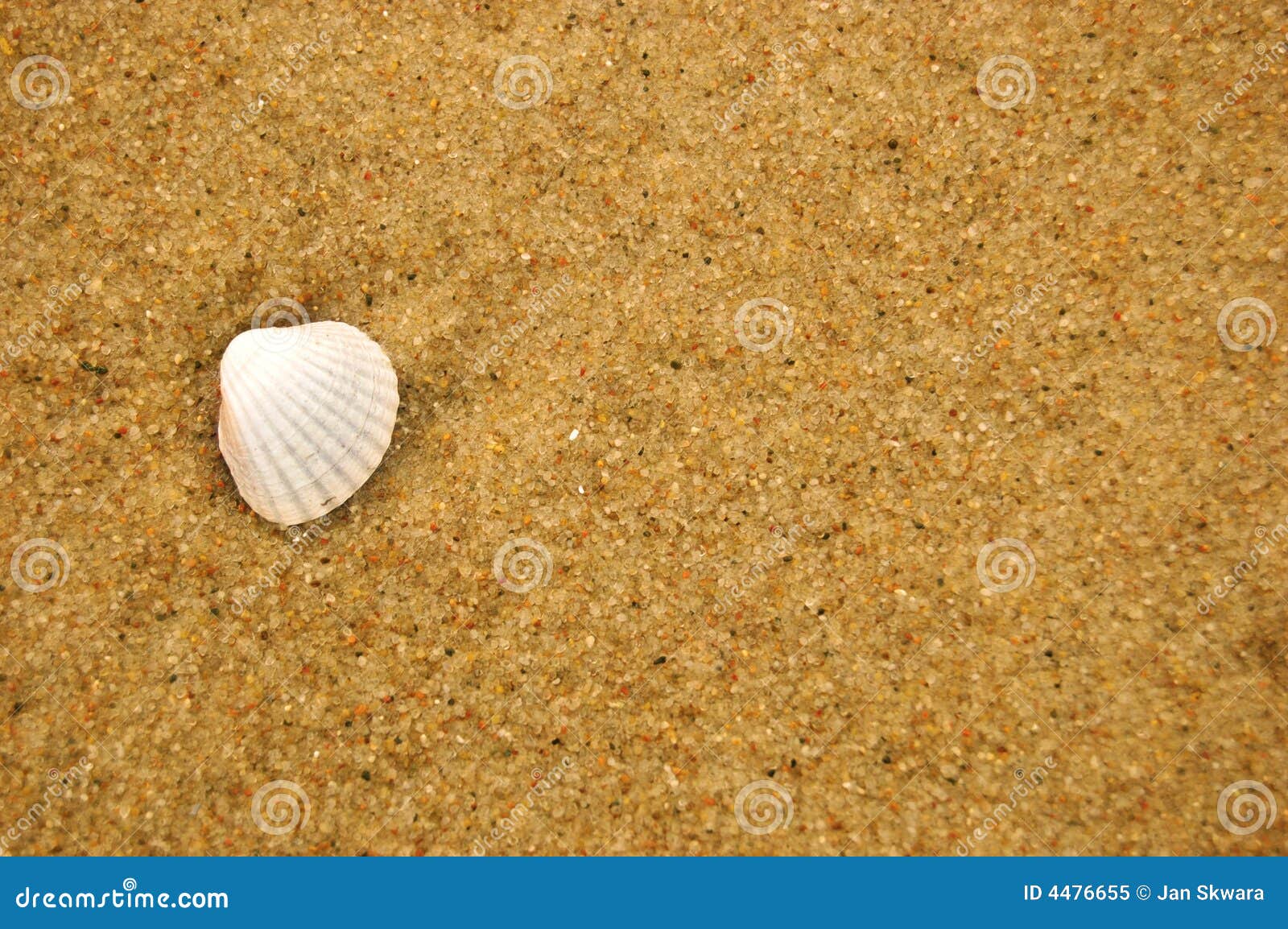 Sea shell on sandy beach stock image. Image of holidays - 4476655