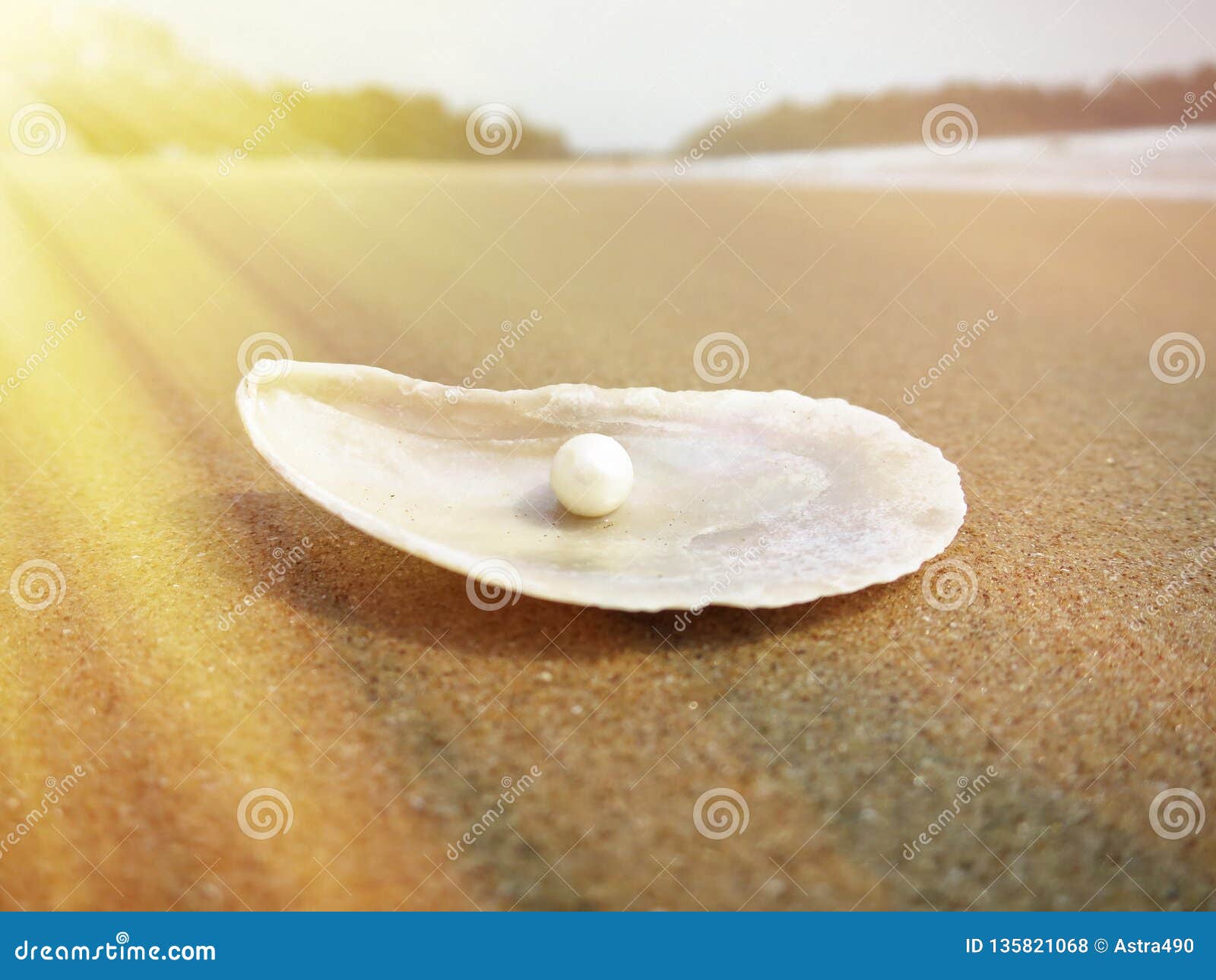 Sea Shell on the Sandy Beach Stock Photo - Image of luck, coral: 135821068