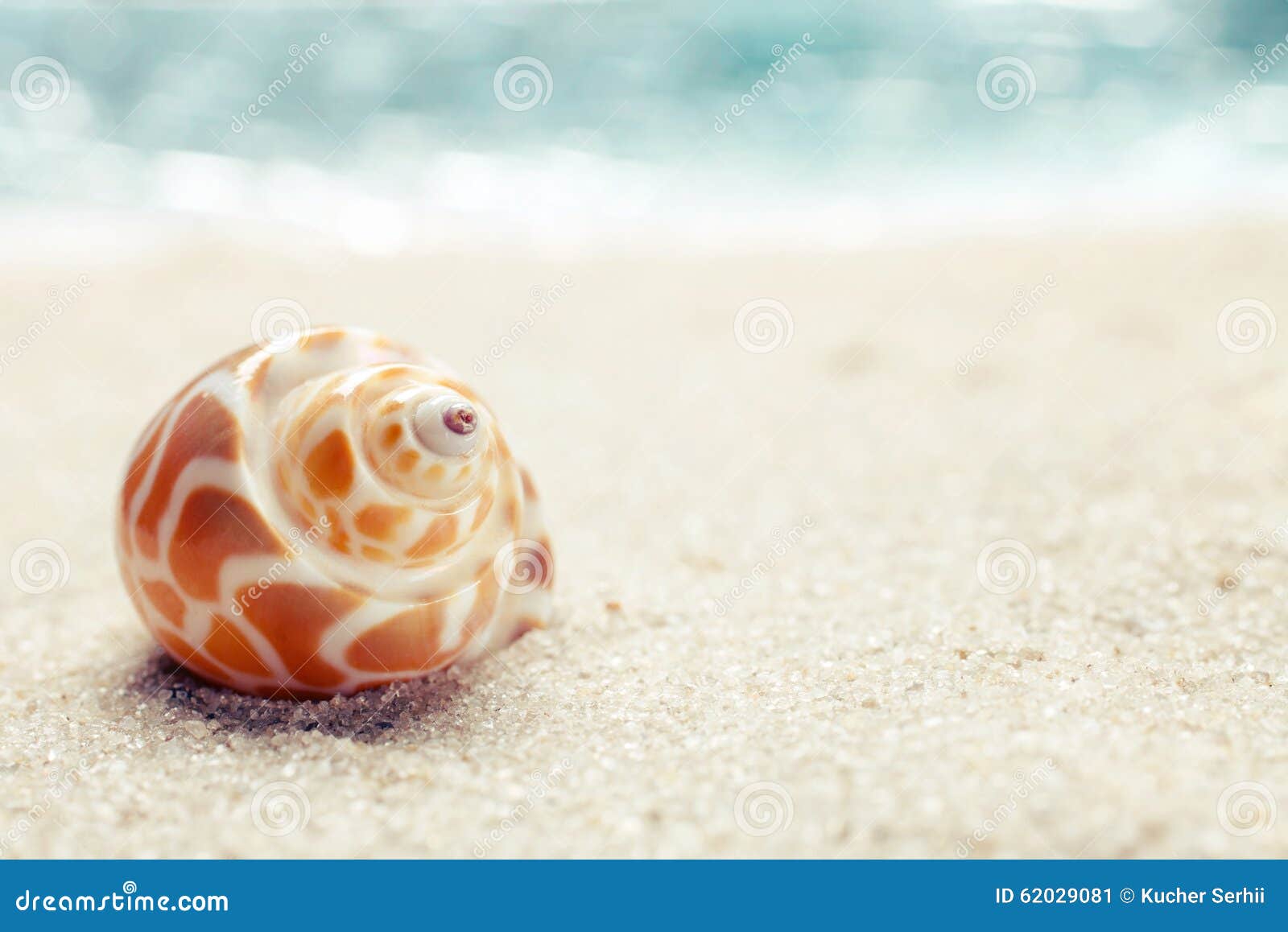 Sea shell on sandy beach stock image. Image of background - 62029081