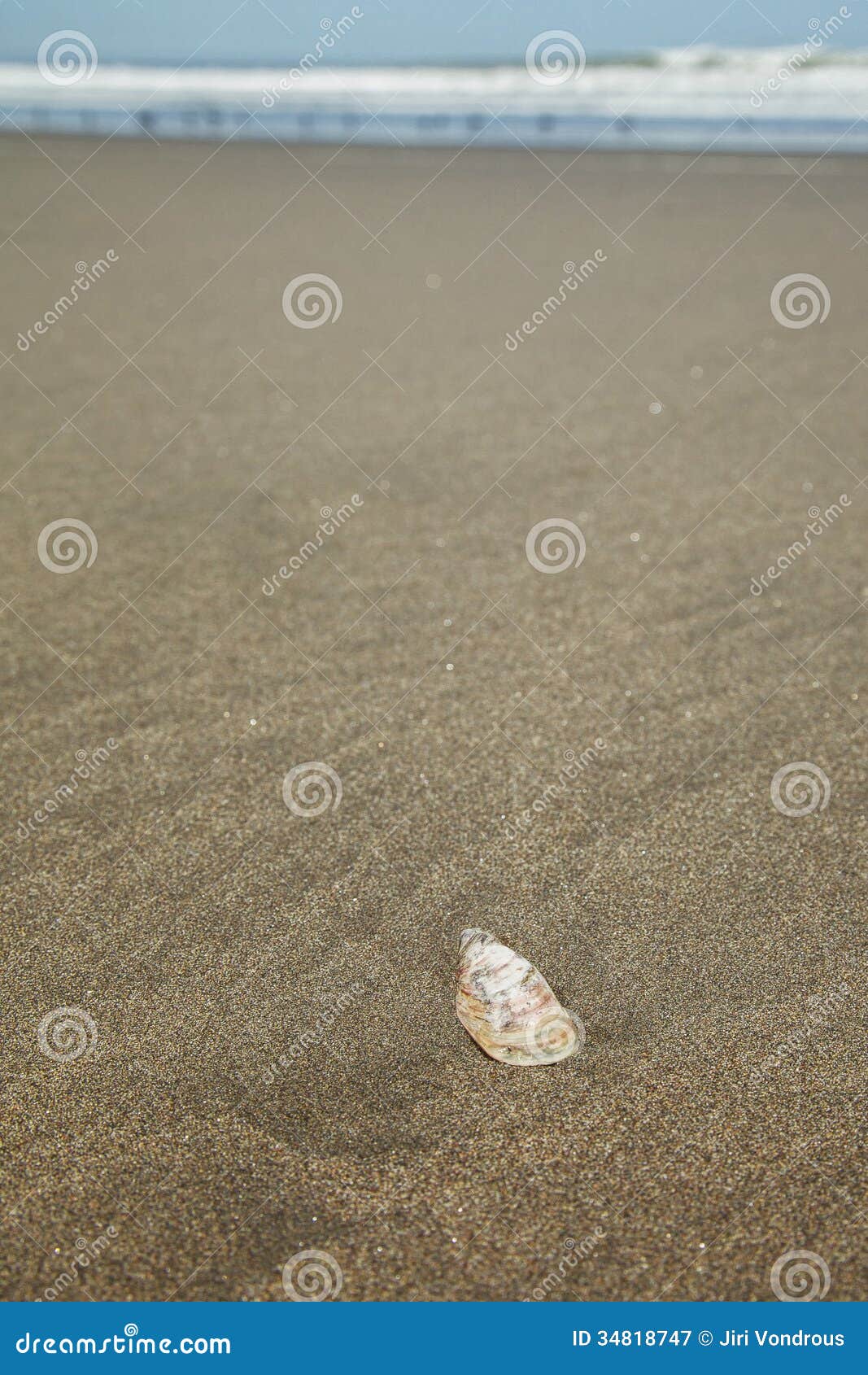 Sea Shell on Sandy Beach with Sea in Background Stock Image - Image of ...