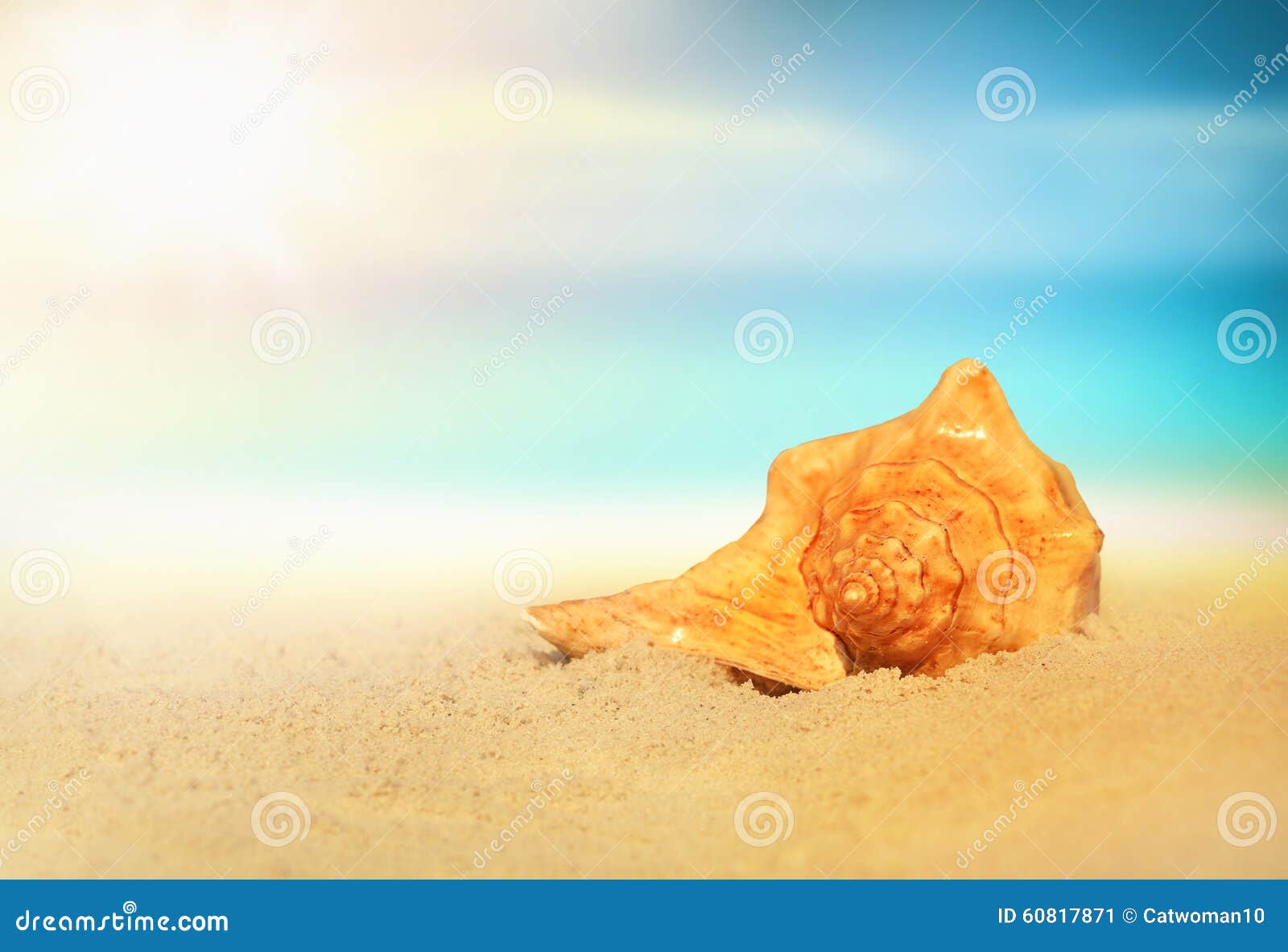 Sea Shell on the Sandy Beach Stock Image - Image of leisure, relax ...