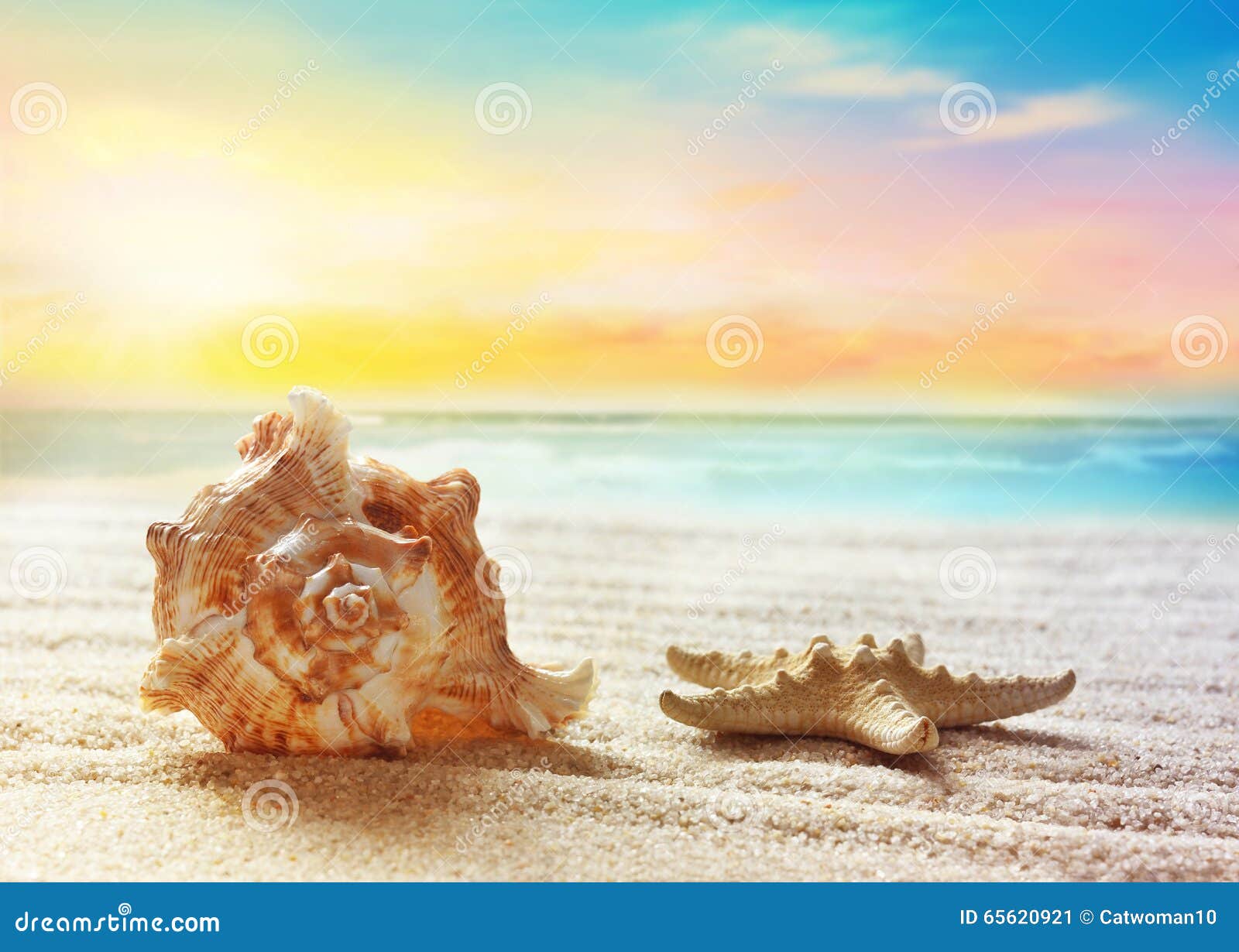 Sea Shell on the Sandy Beach Stock Image - Image of sand, relax: 65620921