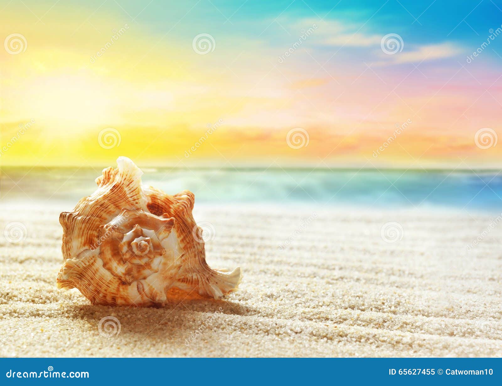 Sea Shell on the Sandy Beach Stock Image - Image of landscape, macro ...