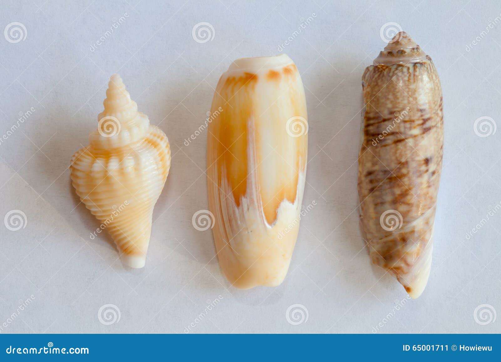 Sea Shell from Sanibel and Captiva Islands Stock Image - Image of ...