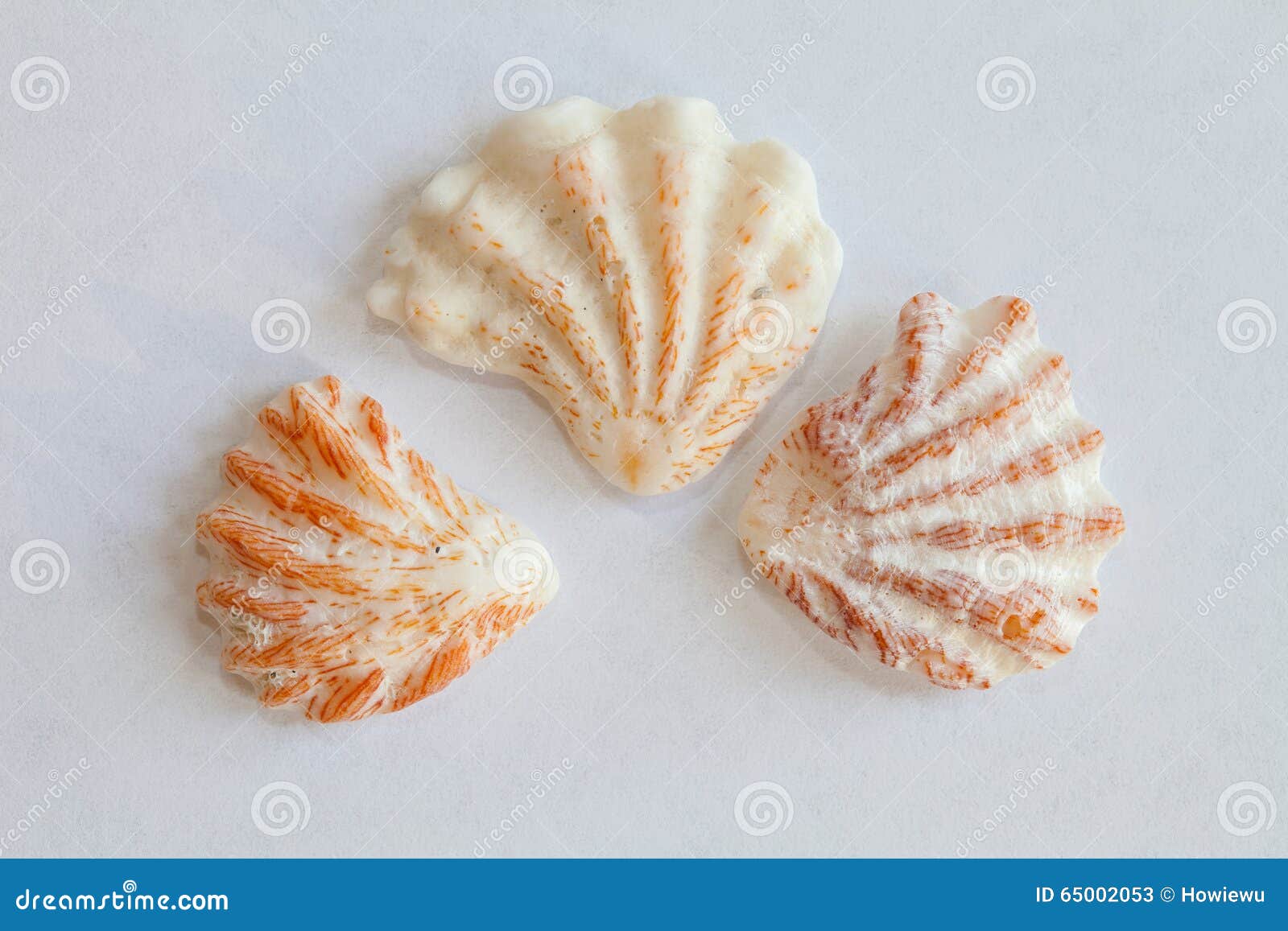 Sea Shell from Sanibel and Captiva Islands Stock Image - Image of snail ...