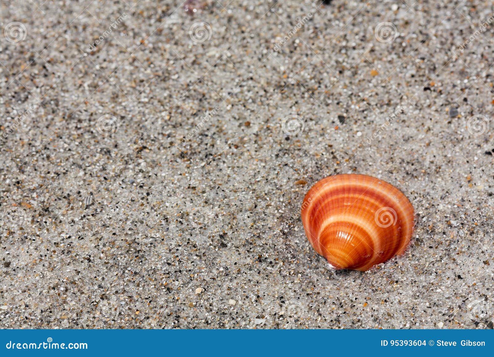 Sea Shell stock photo. Image of sand, shell, cocoa, beach - 95393604