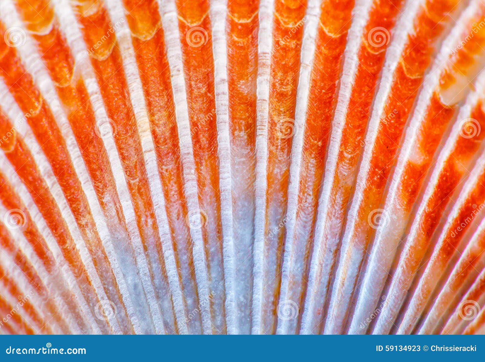 Sea Shell Scallop Fan Flame Pattern Stock Image - Image of background ...