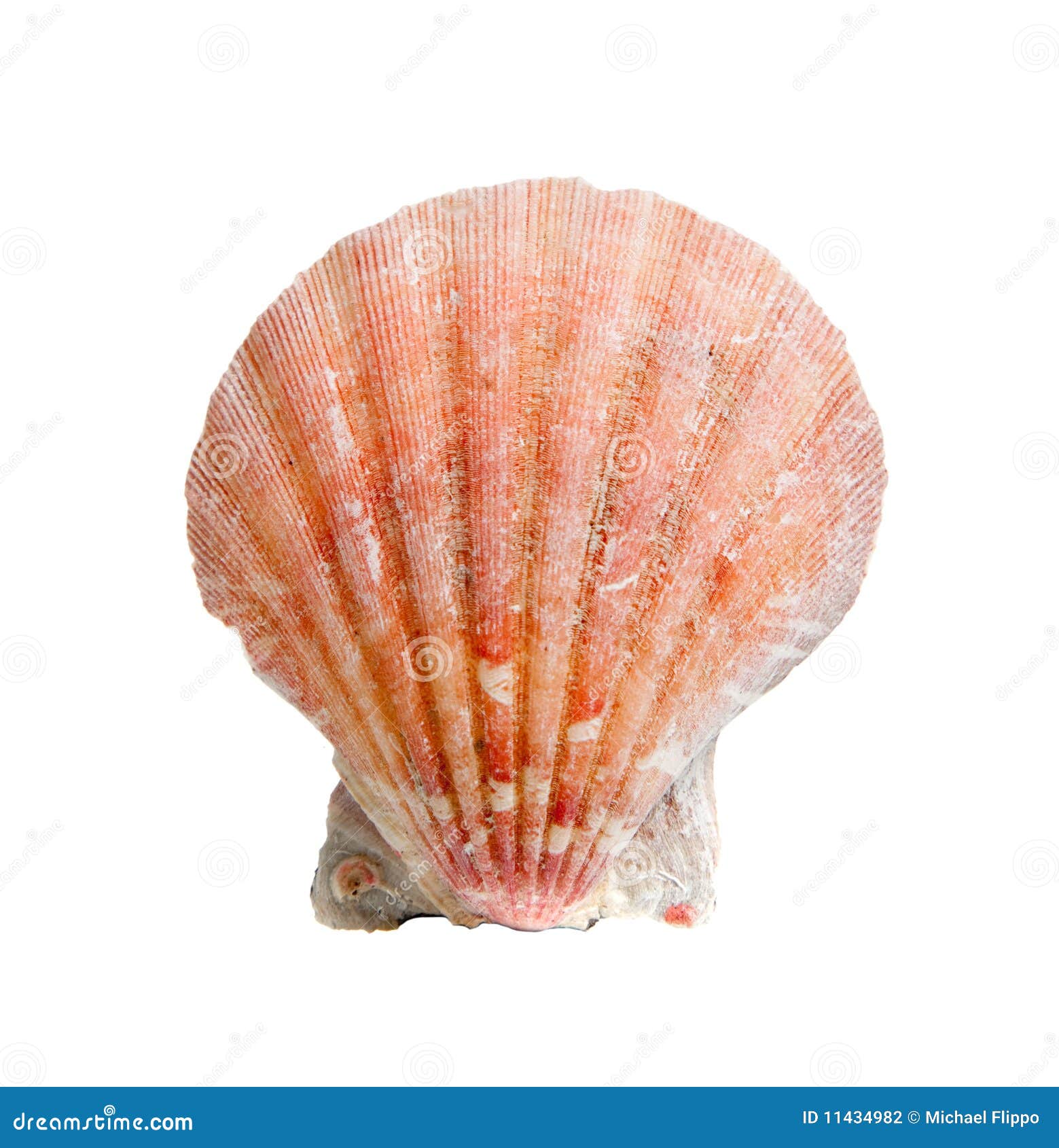 A Sea Shell or Scallop on White Stock Photo - Image of beauty, conch ...