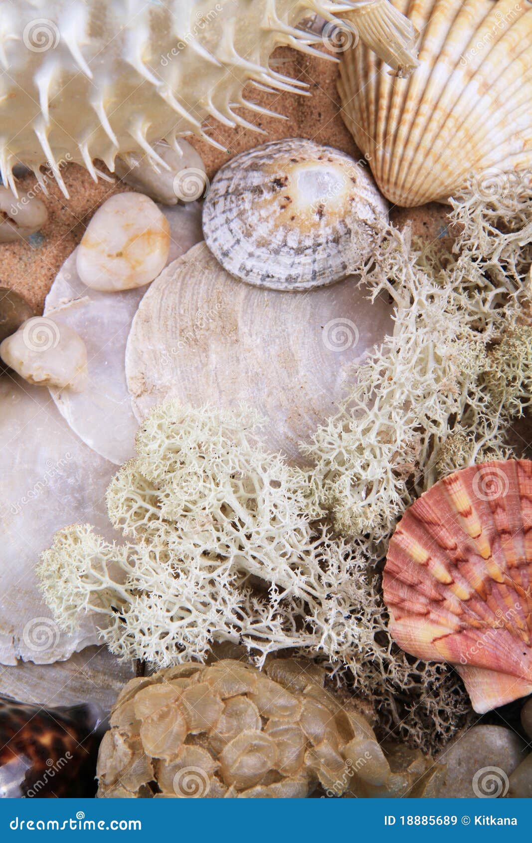 Sea shell scene stock image. Image of colour, life, fossil - 18885689