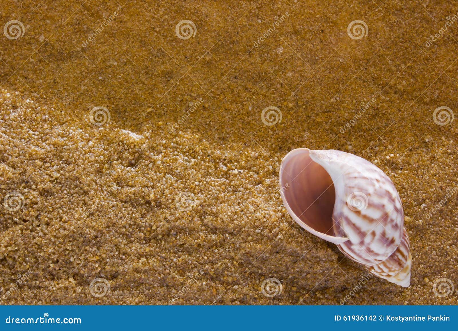 Sea shell on the sea sand stock photo. Image of macro - 61936142