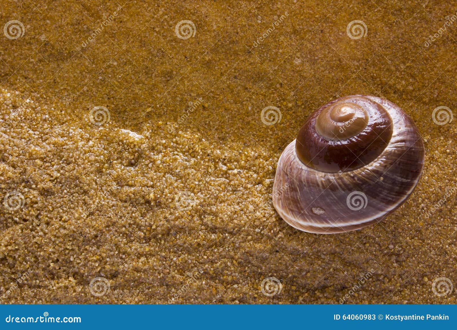 Sea shell on the sea sand stock image. Image of summer - 64060983