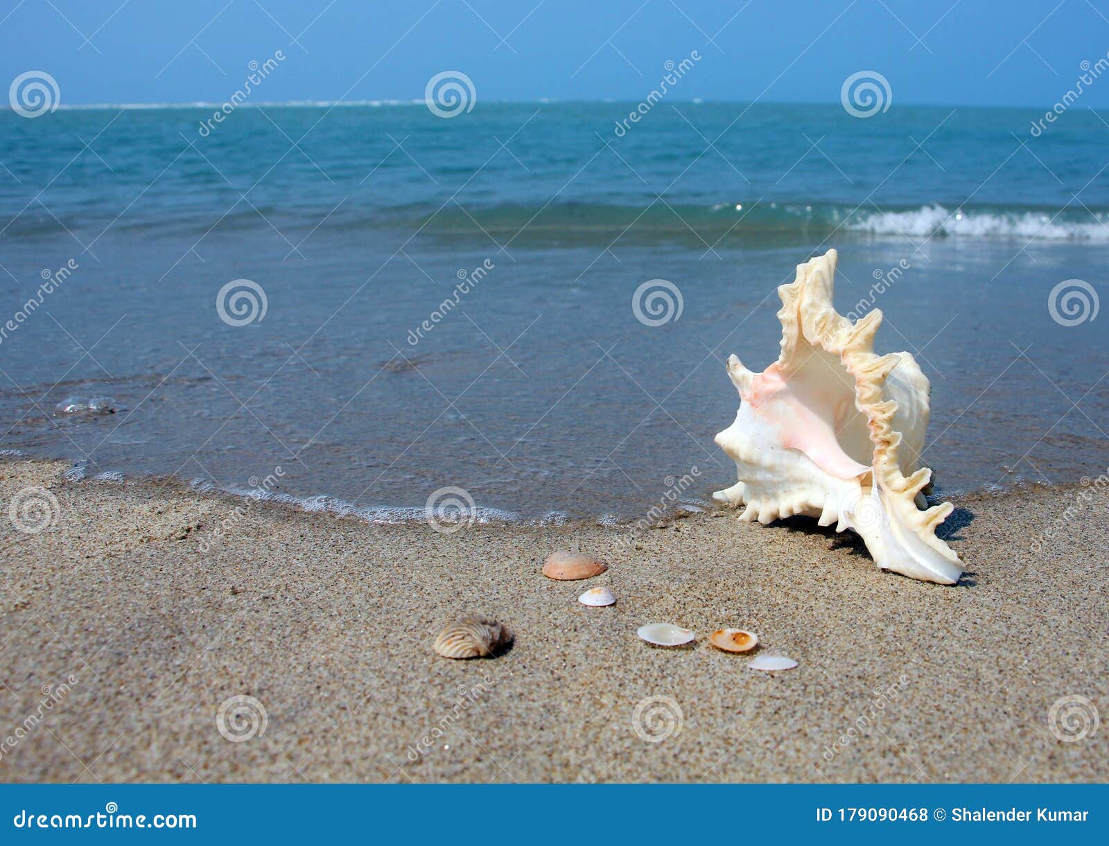 Sea shell on the Sea stock photo. Image of group, background - 179090468