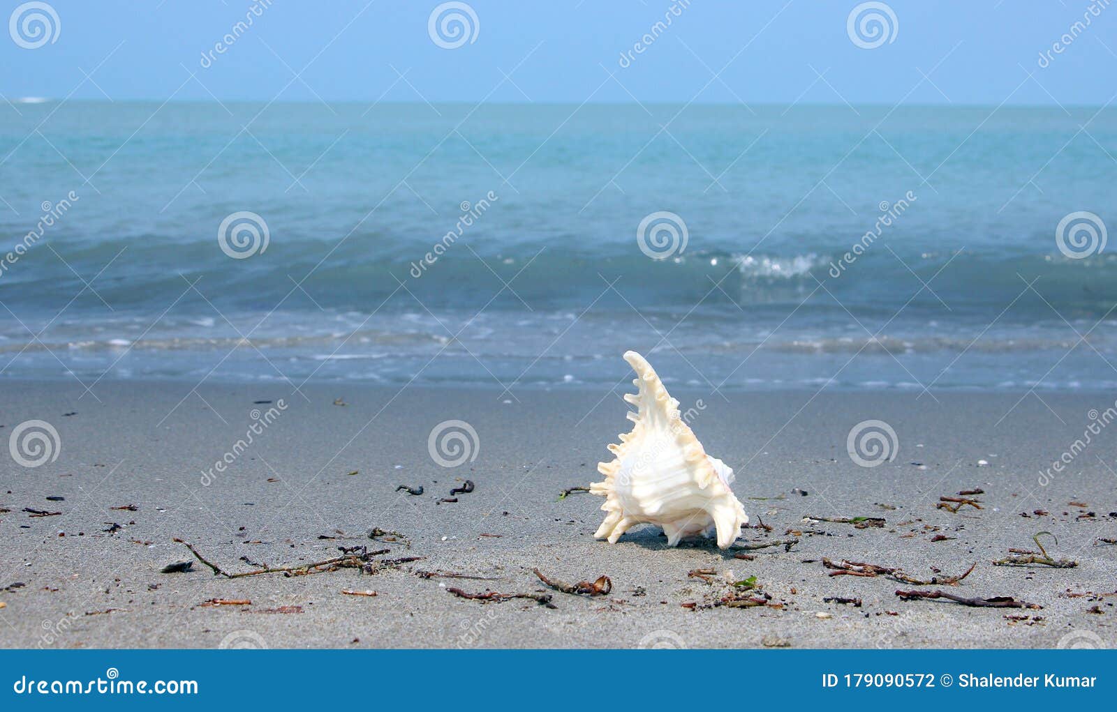 Sea shell on the Sea stock photo. Image of circle, bello - 179090572