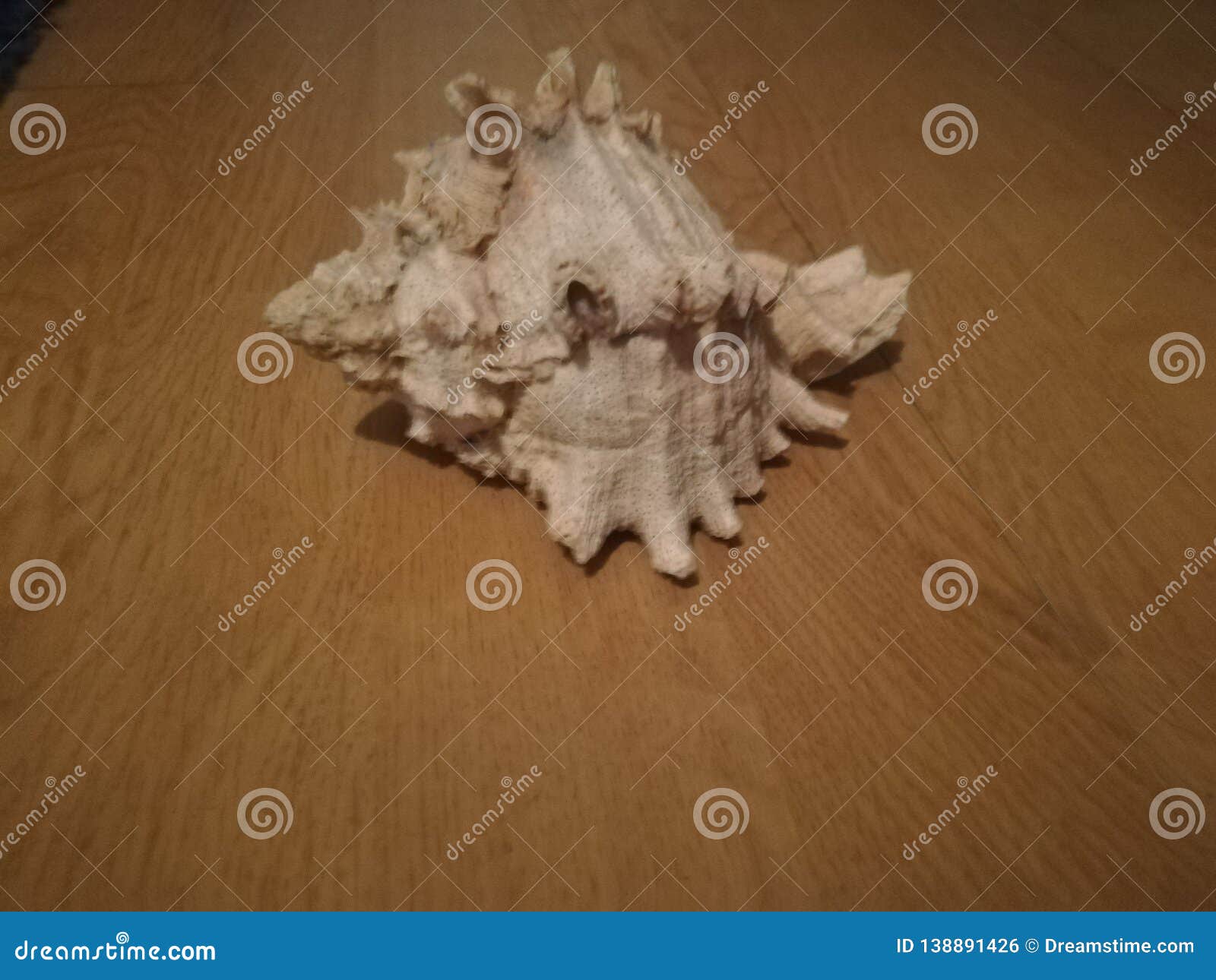 Sea shell stock photo. Image of shell, greece, pointy - 138891426