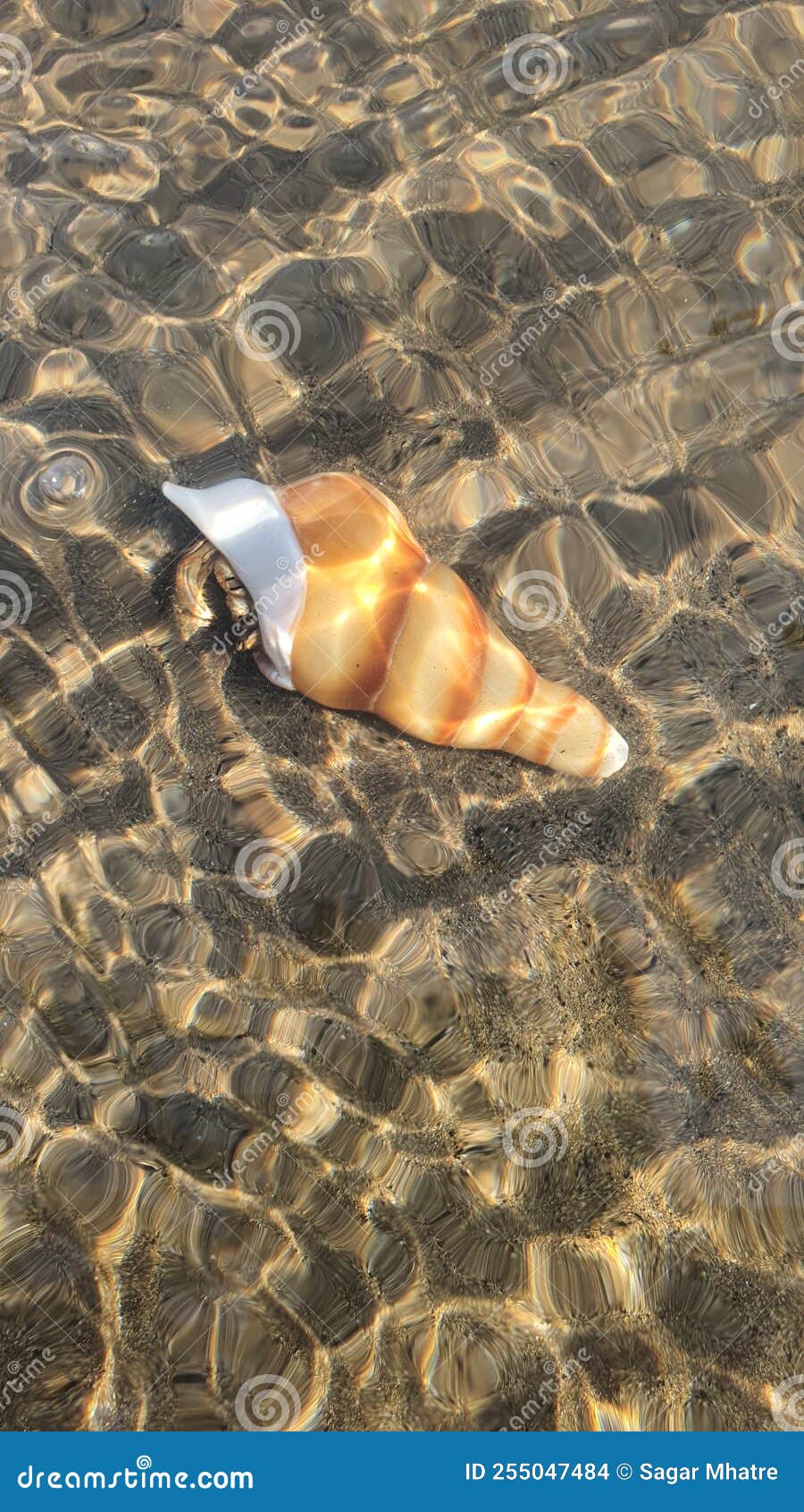 Sea shell stock photo. Image of insect, fish, seafood - 255047484