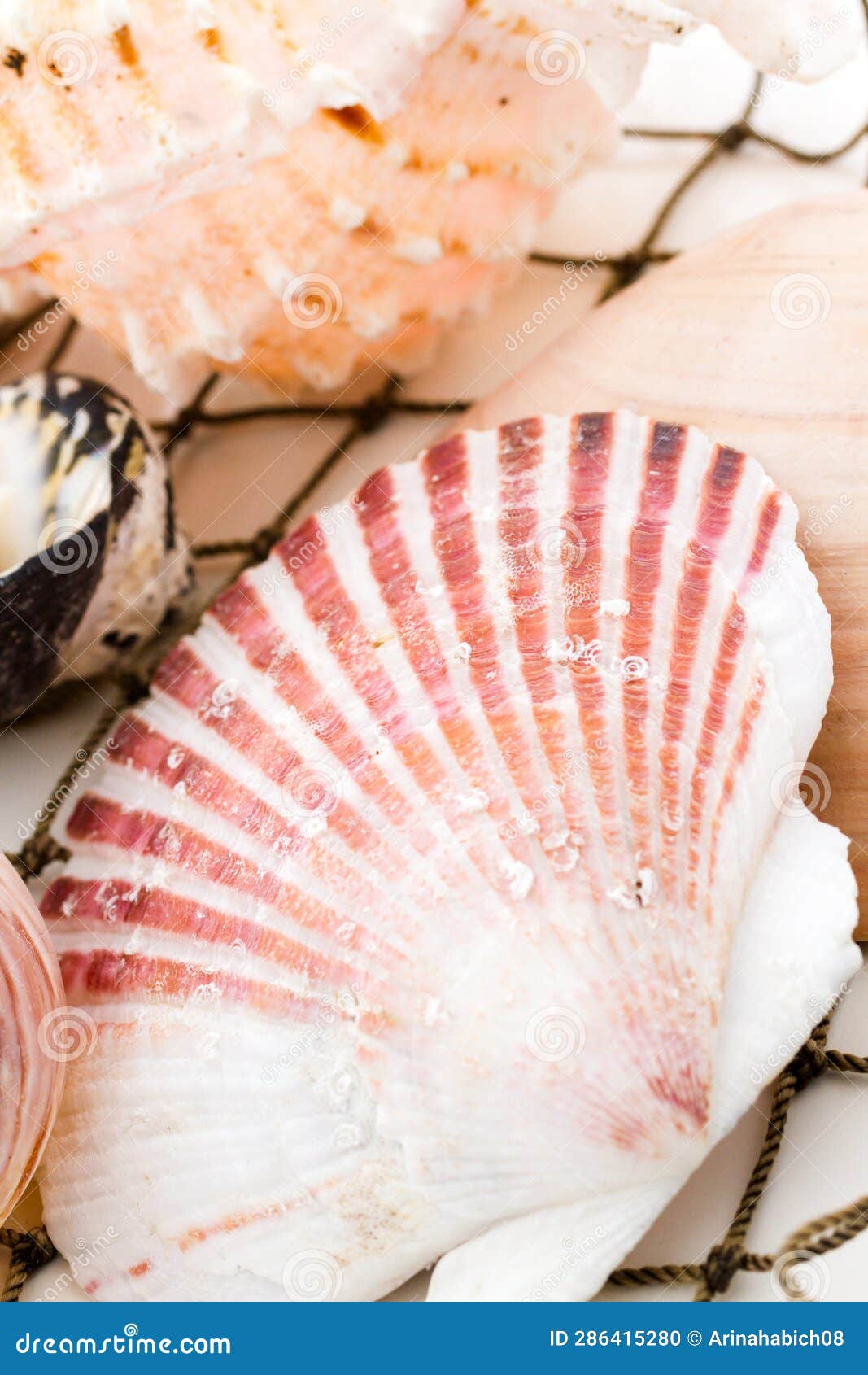 Sea shell stock photo. Image of seashell, assorted, variety - 286415280