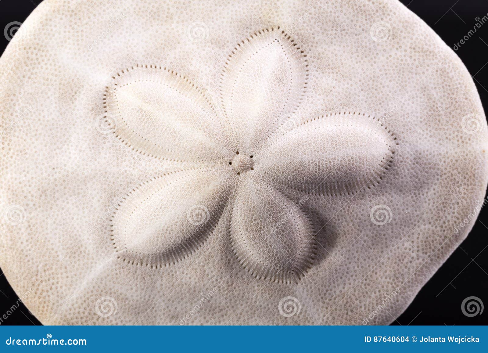 Sea Shell Of Sea Urchin Sand Dollar On Black Background Stock Photo ...