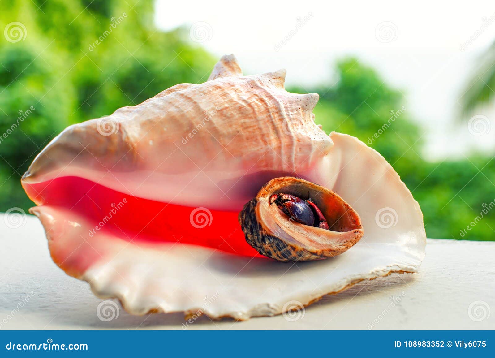 Sea Shell and Seashell with Hermit Crab Stock Photo - Image of shelter ...